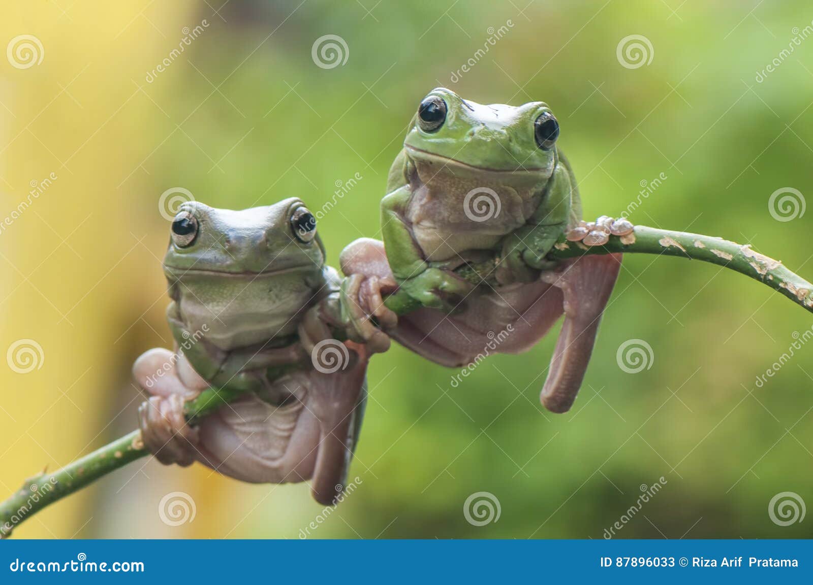 Two Frogs Royalty-Free Stock Photography | CartoonDealer.com #20885141