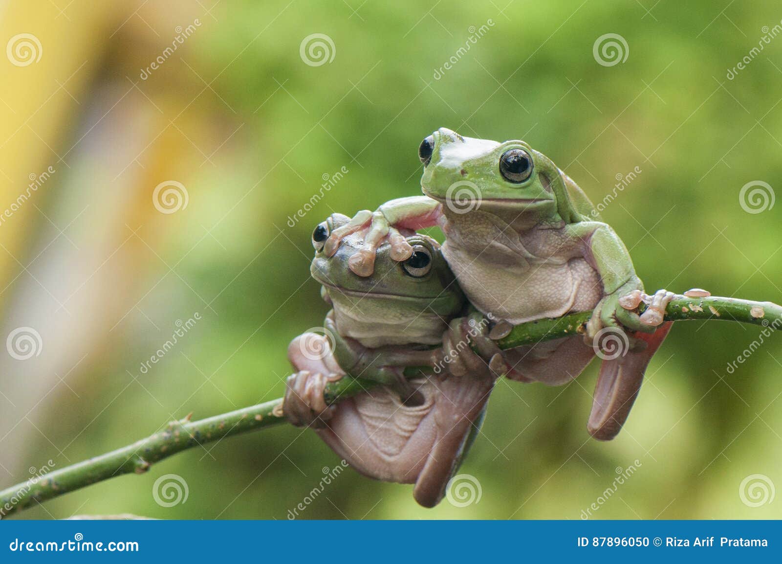 Two Frogs Royalty-Free Stock Photography | CartoonDealer.com #20885141