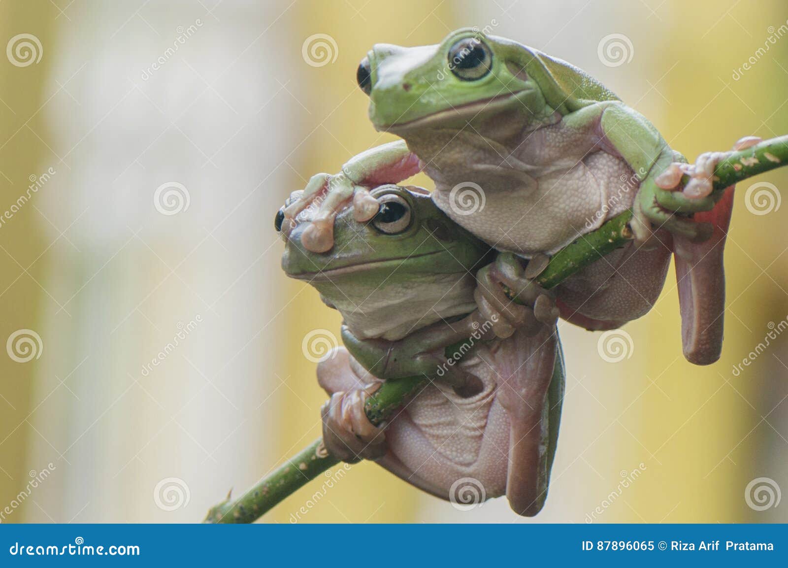 Two Frogs stock image. Image of head, bokeh, view, nature - 87896065