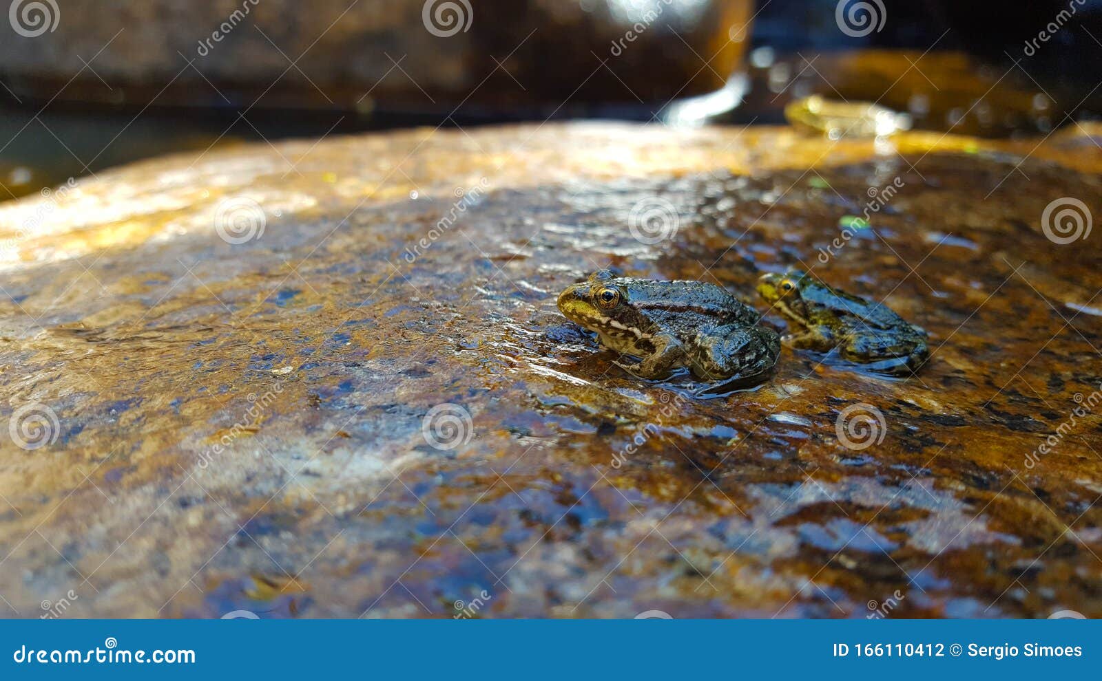 Two frogs on a rock stock photo. Image of river, creature - 166110412