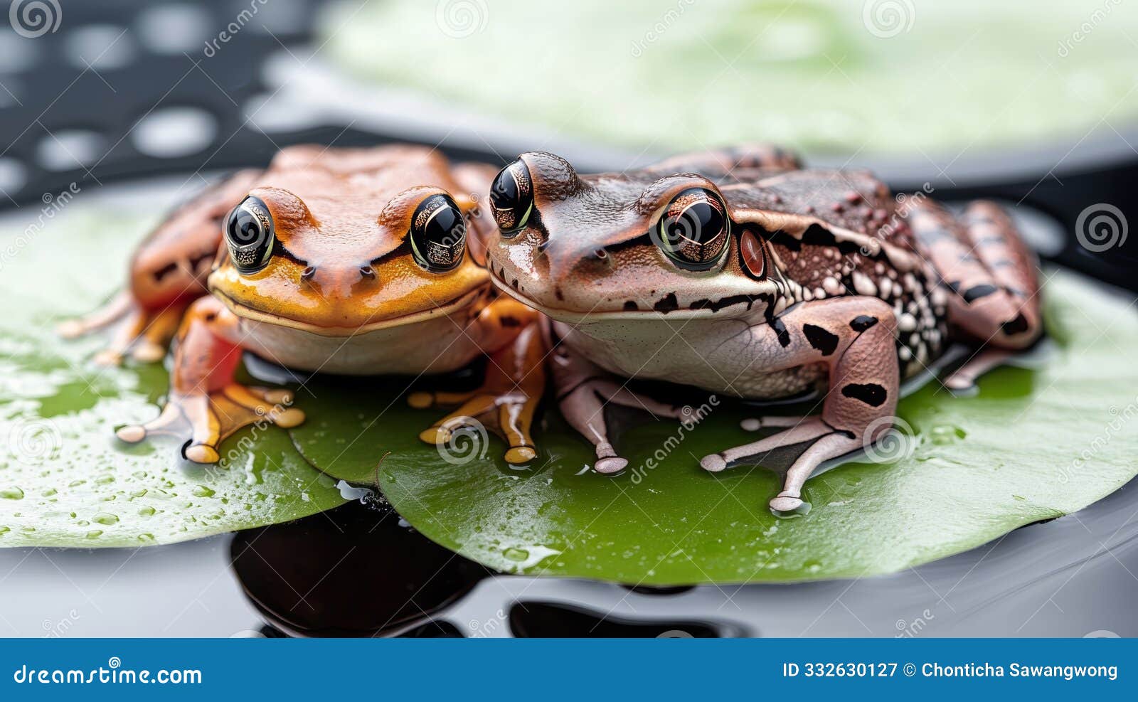 Two Frogs Sitting on a Lily Pad in a Pond Stock Illustration ...