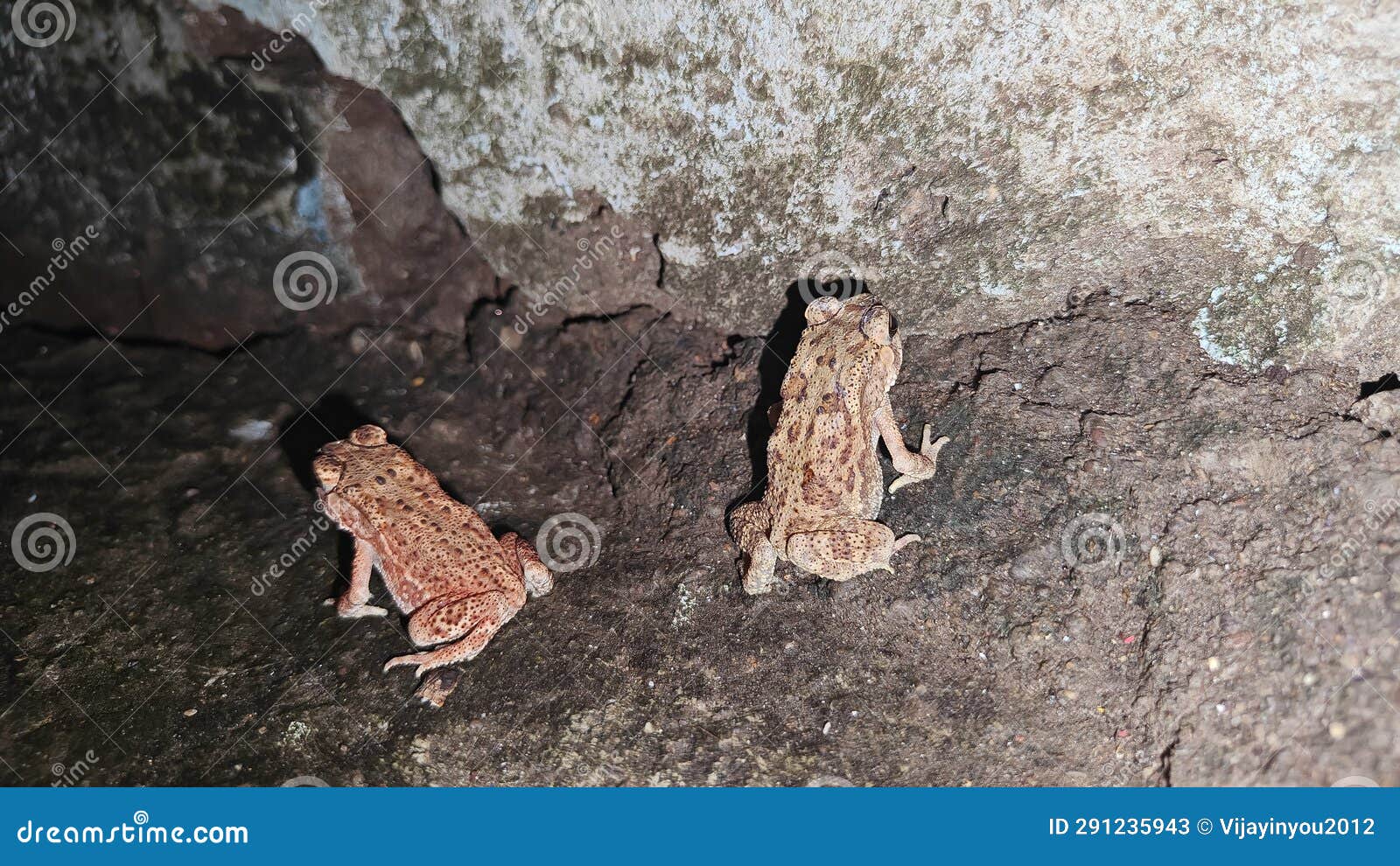 Two Frogs Sitting at Night on Floor Stock Image - Image of frogs ...