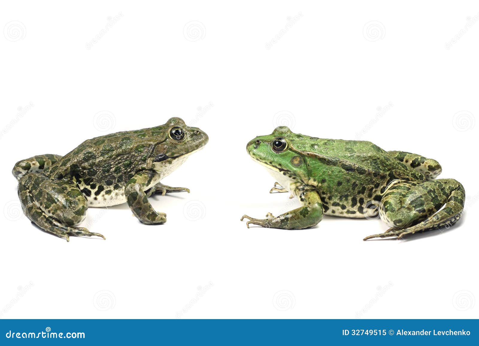 Two Frogs Royalty-Free Stock Photo | CartoonDealer.com #56445369