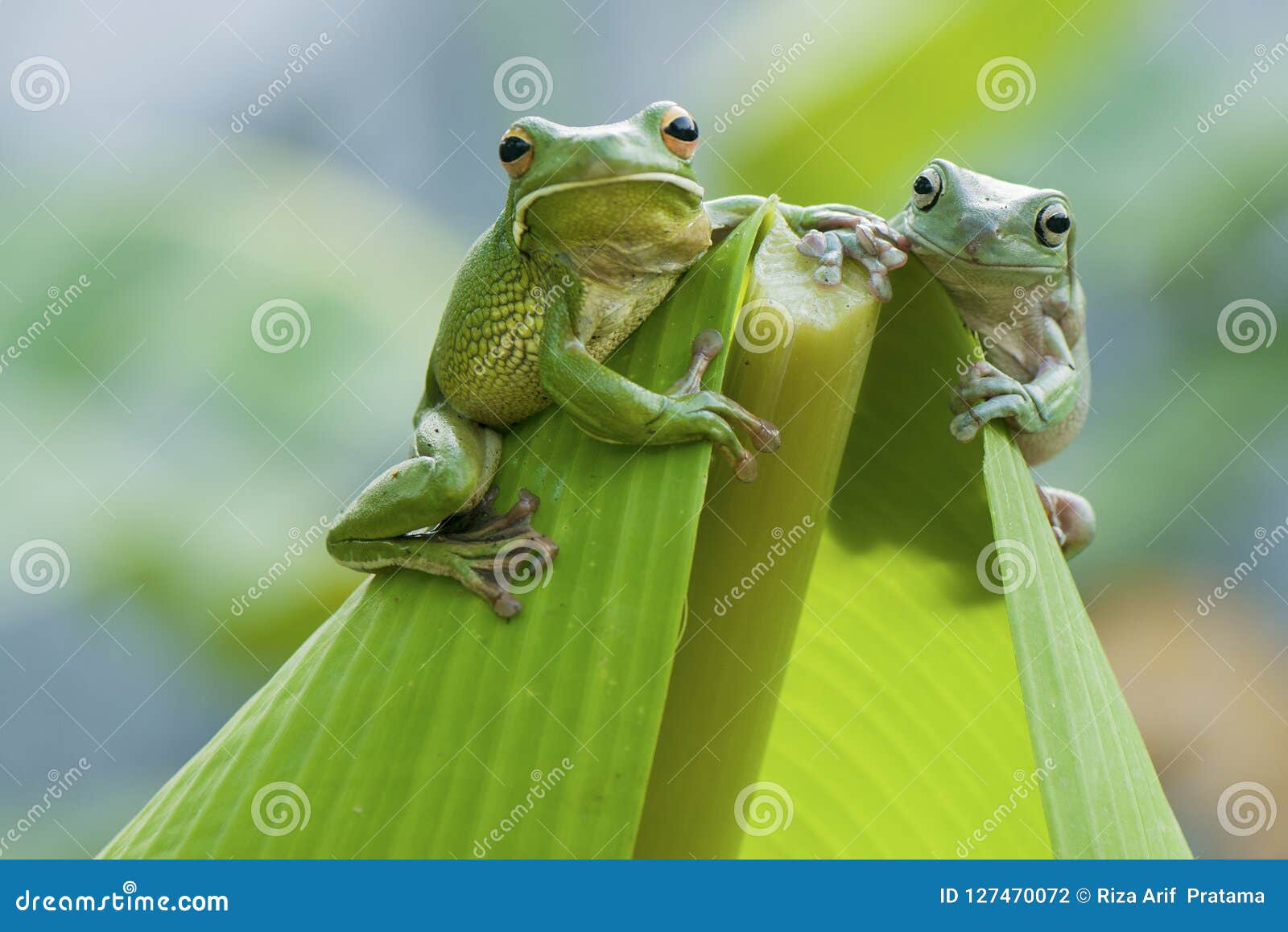 Two frogs stock photo. Image of amphibian, light, indonesia - 127470072