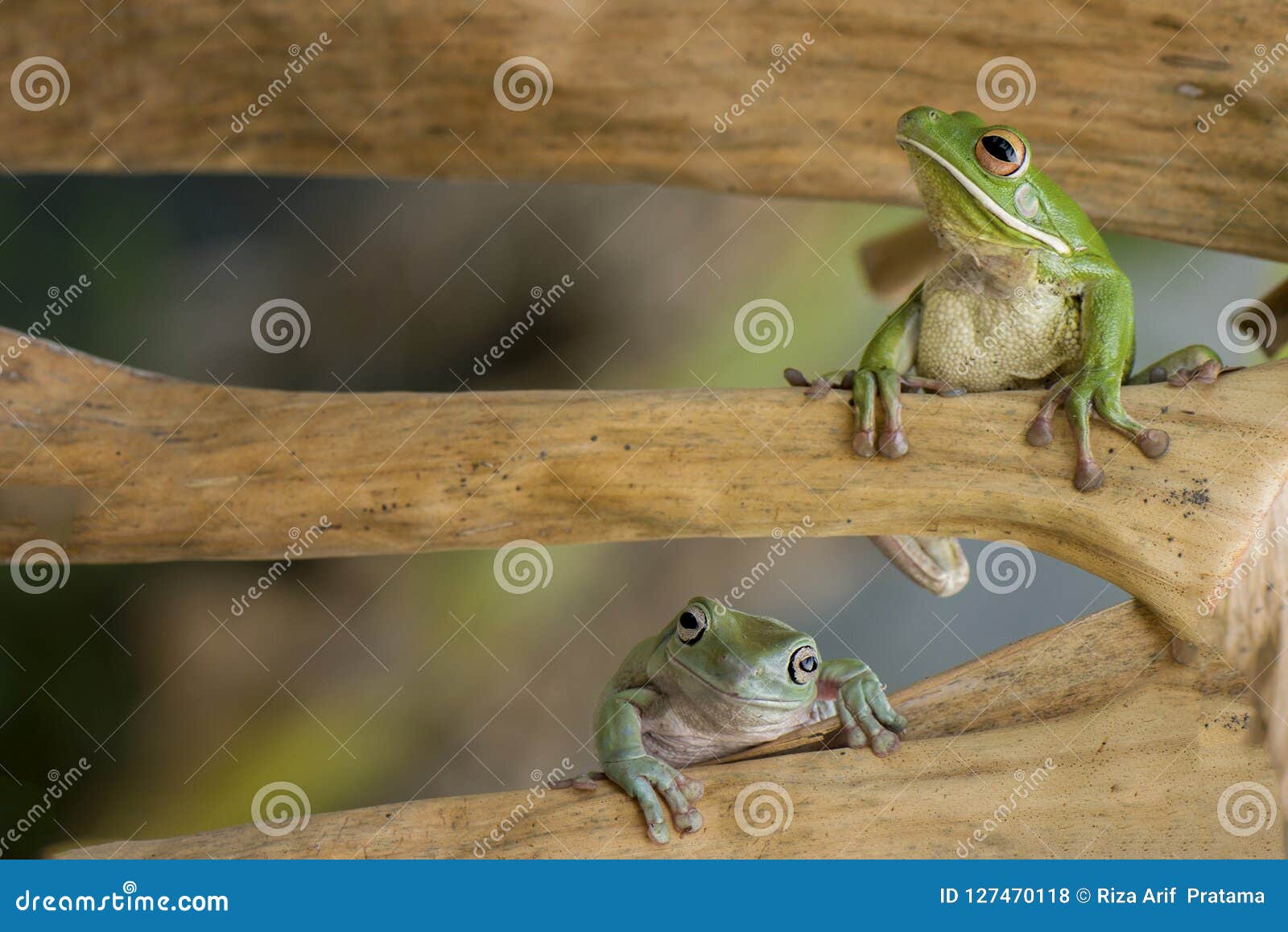 Two frogs stock photo. Image of indonesia, sunlight - 127470118