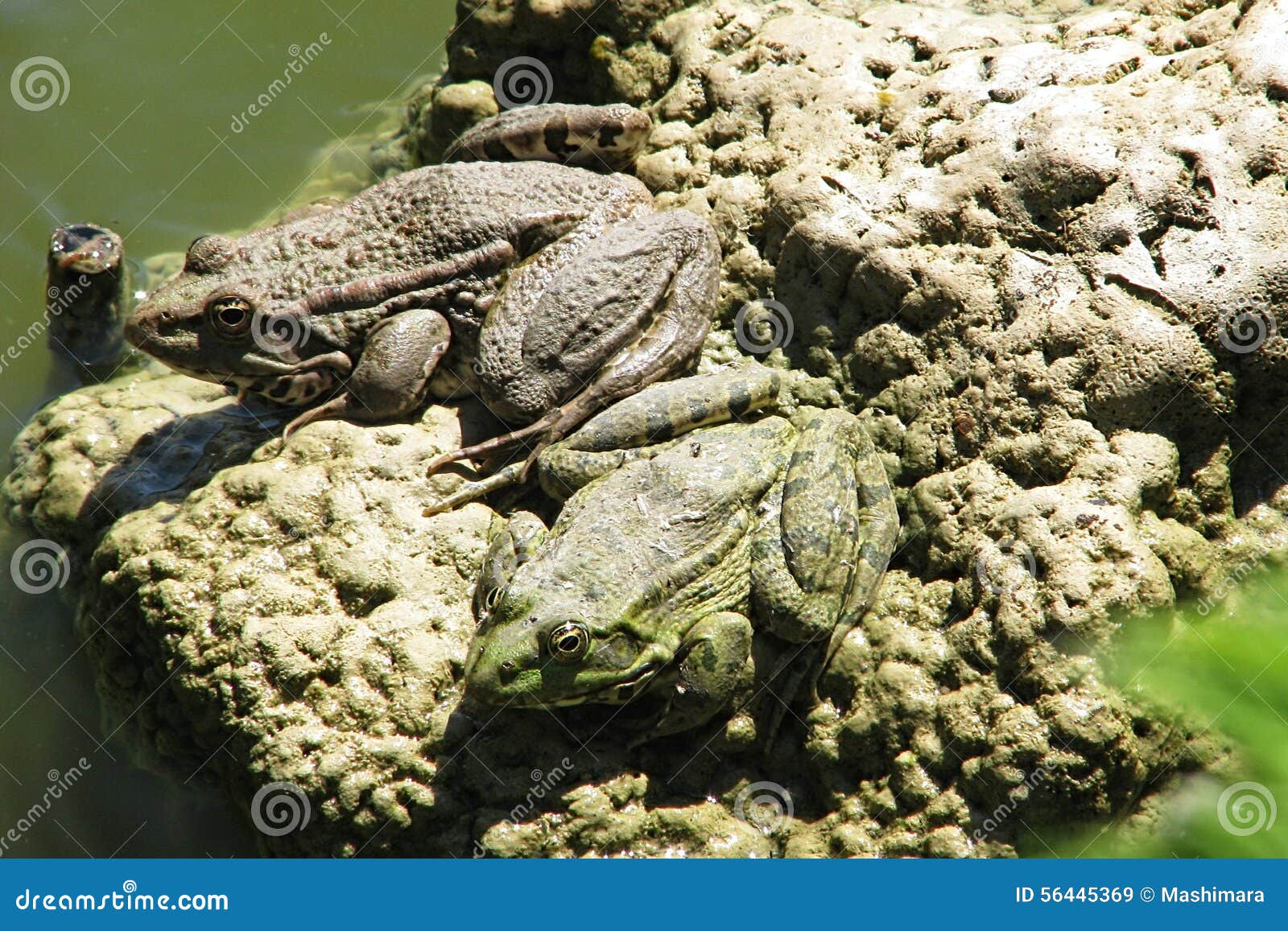 Two Frogs Royalty-Free Stock Photo | CartoonDealer.com #56445369