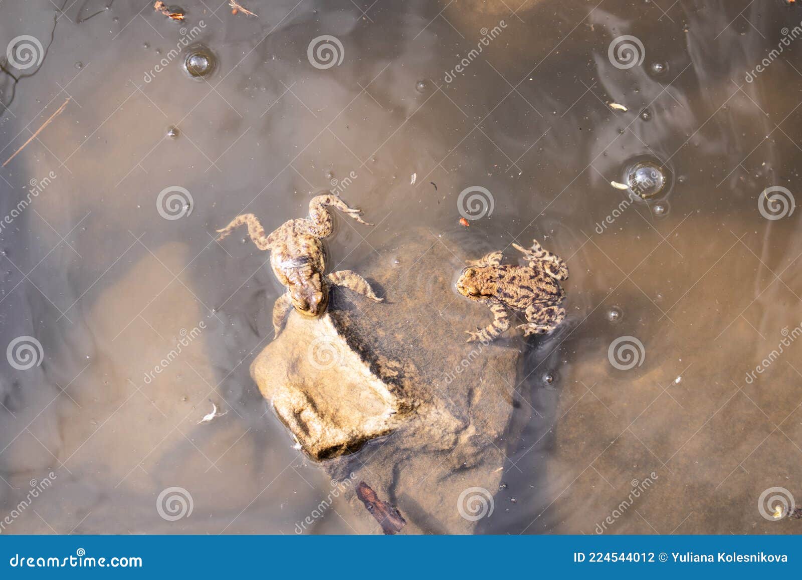 Two Frogs Swim in a Spring Pond. Different Types of Frogs. Animal Life ...
