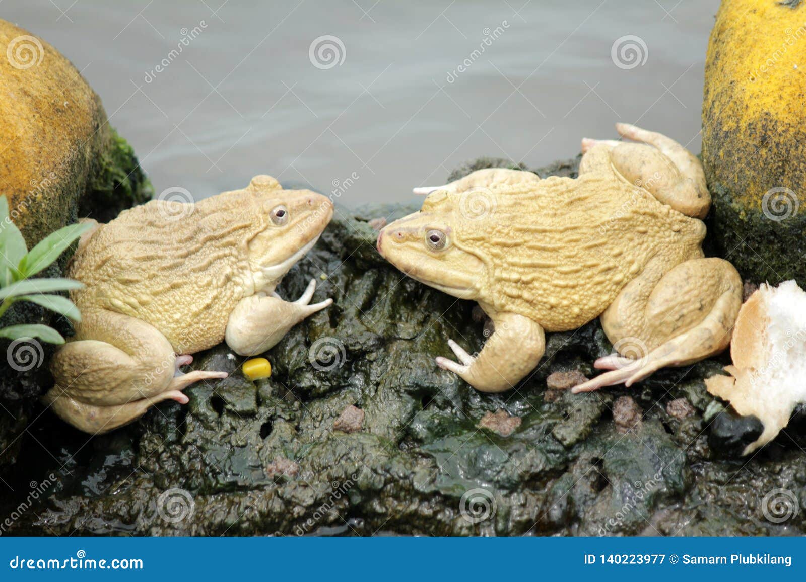 Two frogs stock image. Image of charcoal, animal, invading - 140223977