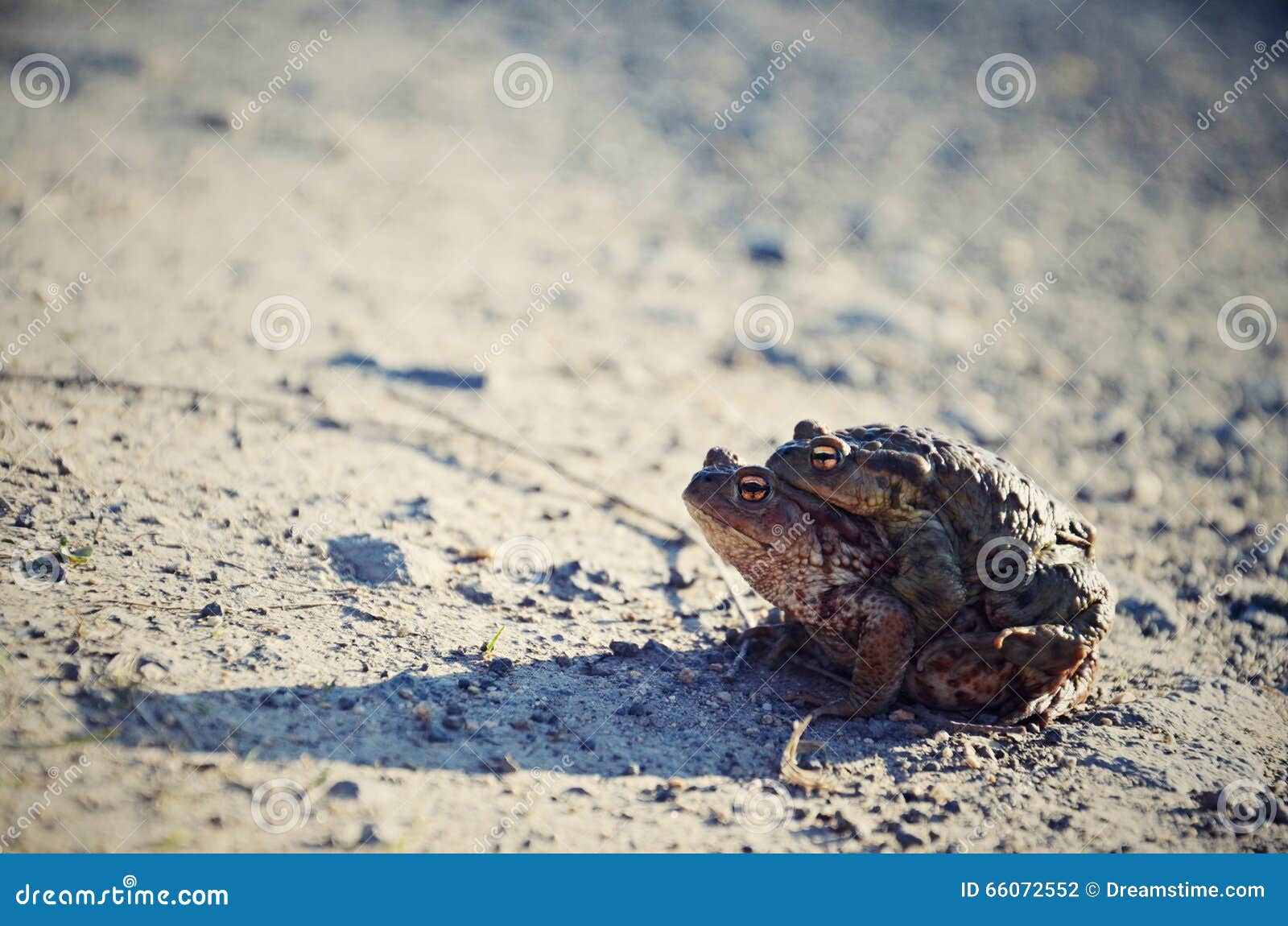 Two frogs stock photo. Image of track, toads, frogs, animals - 66072552