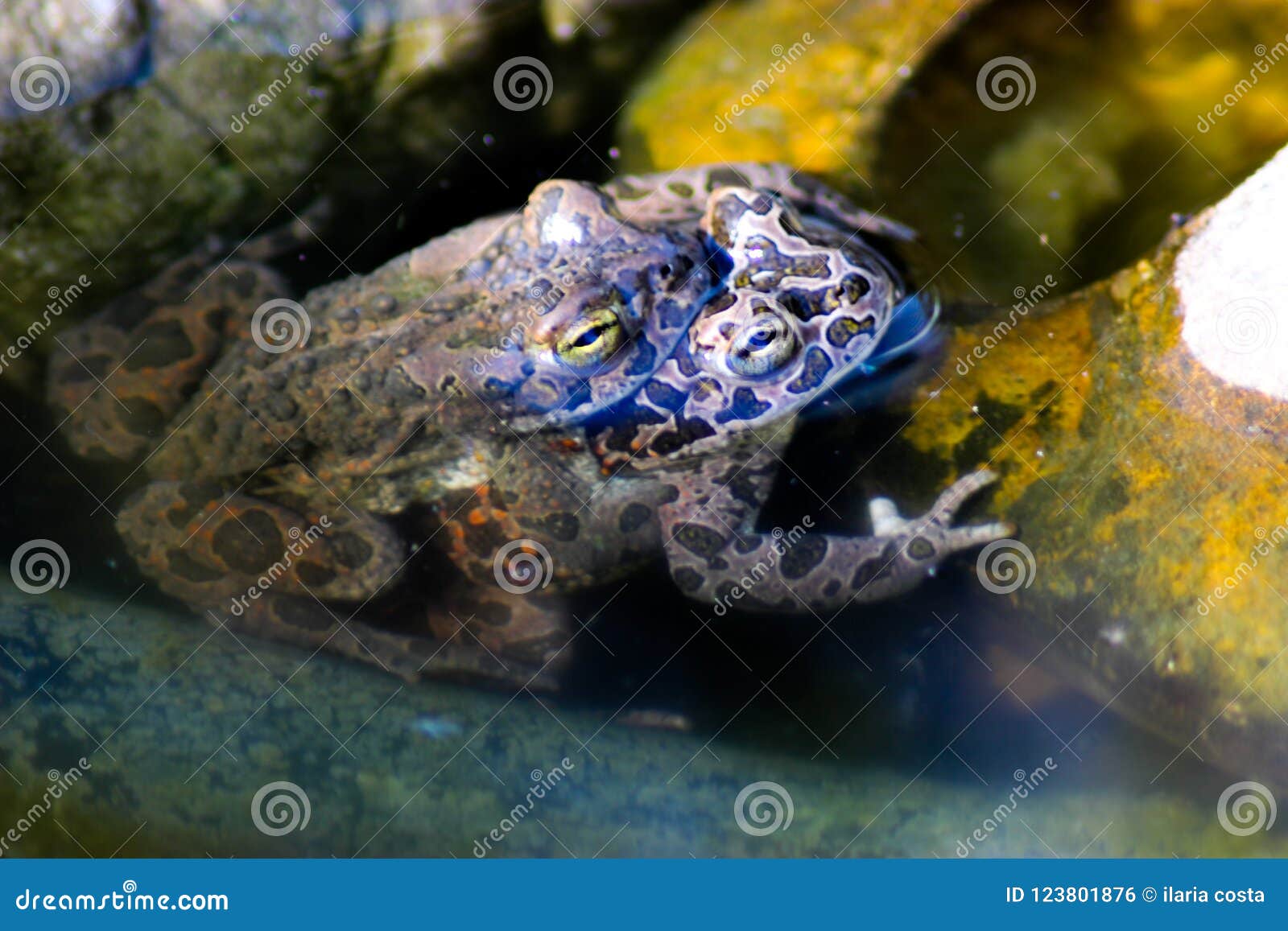 Two frogs stock photo. Image of animals, nature, frogs - 123801876