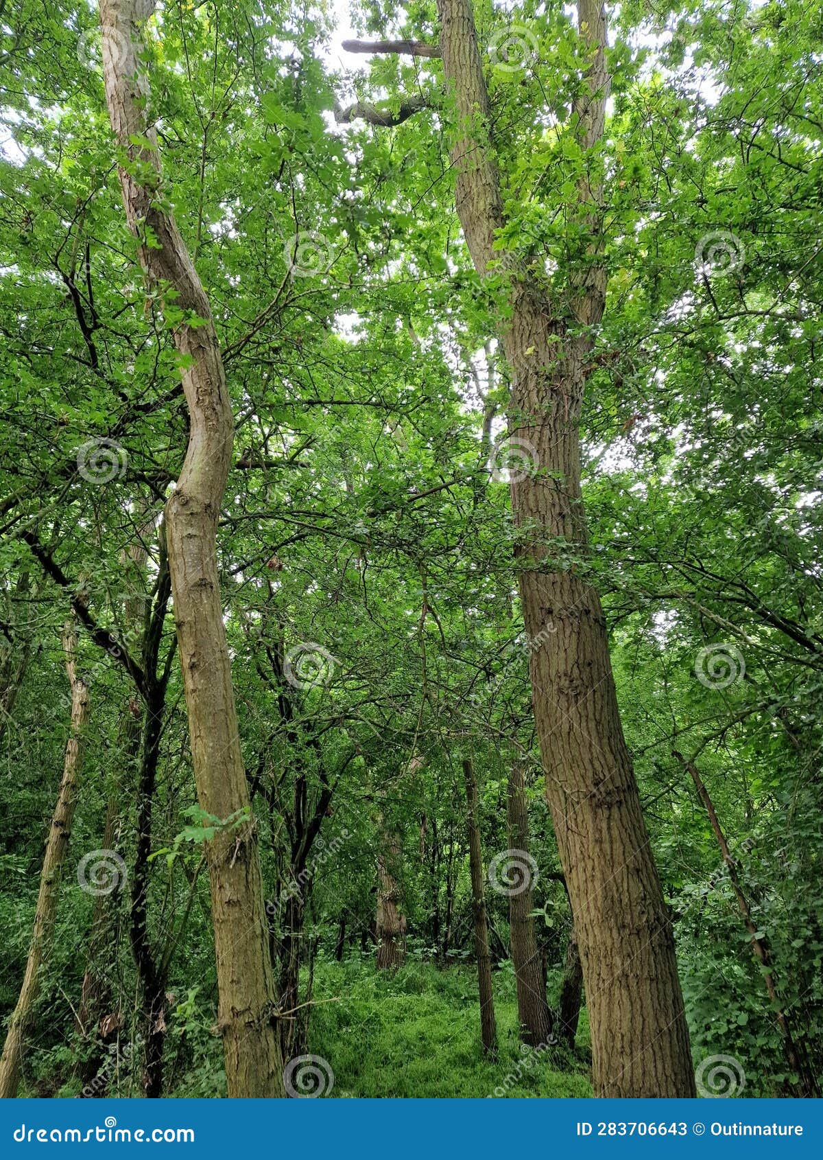 A Look in To the Woodland with Two Front Trees in Focus Stock Image ...