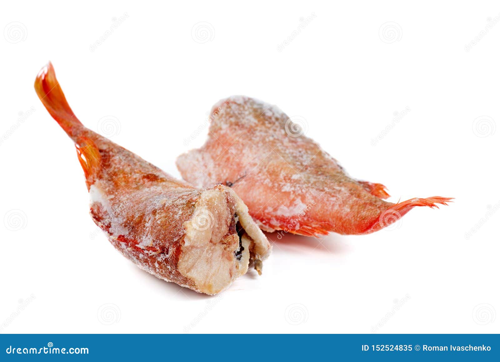 Two frozen red perch stock image. Image of scorpionfish - 152524835