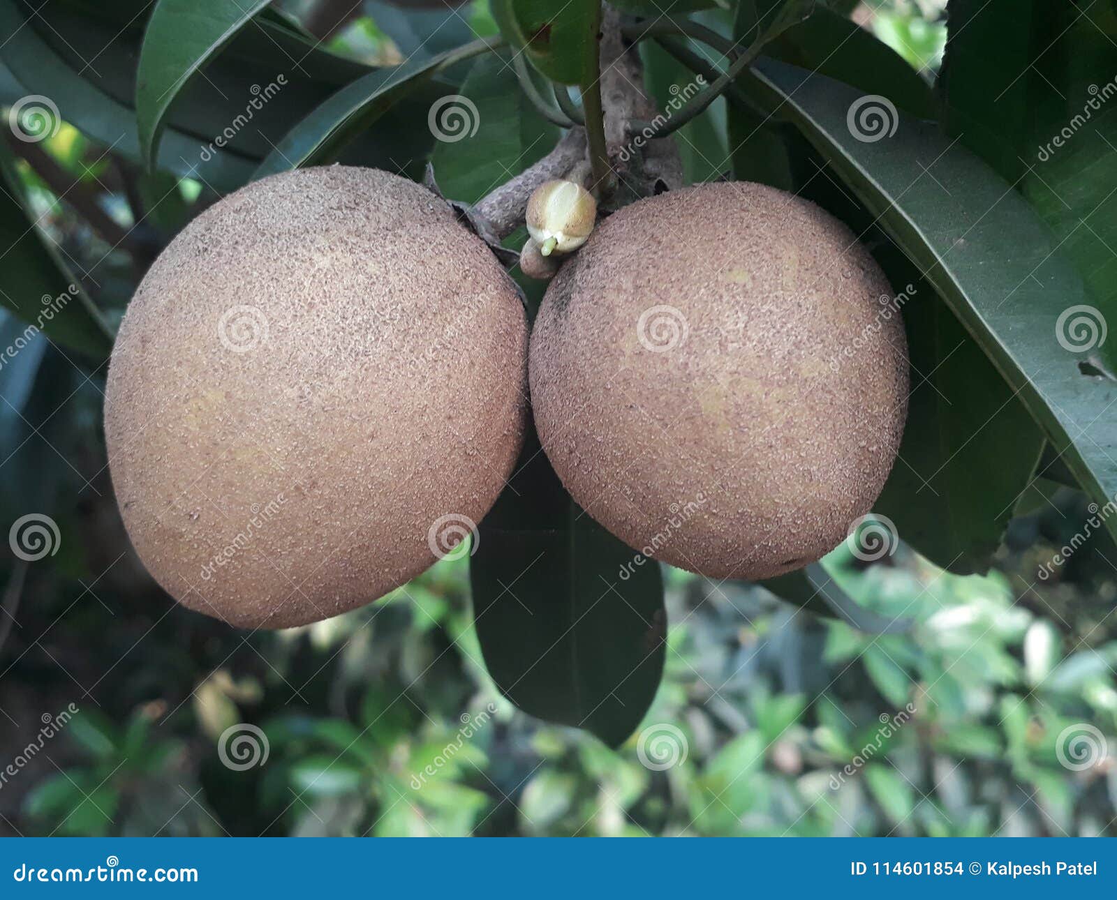 Two Fruits Appear on the Beautiful Chiku Tree Stock Photo - Image of ...