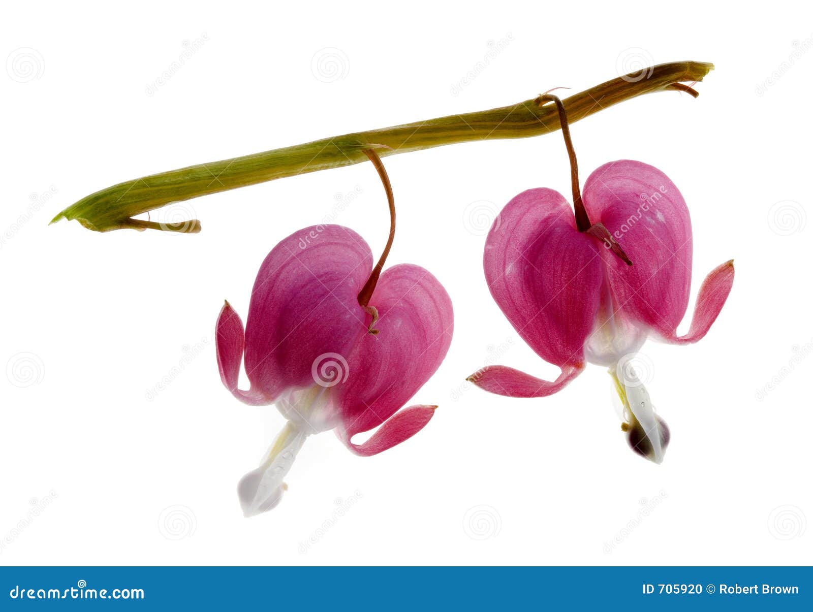 Two Fuchsia (Bleeding Heart) Blossoms Stock Photo - Image of garden ...