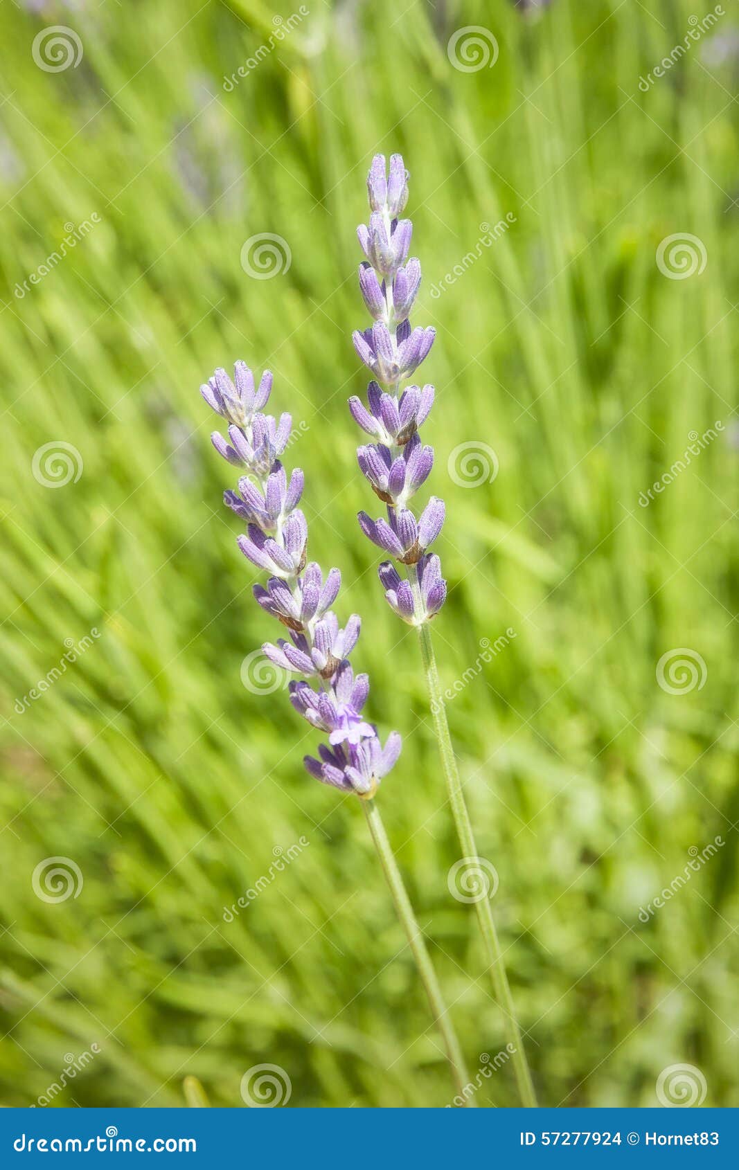 Two Full Light Lavender Sprigs Stock Photo - Image of colorful ...