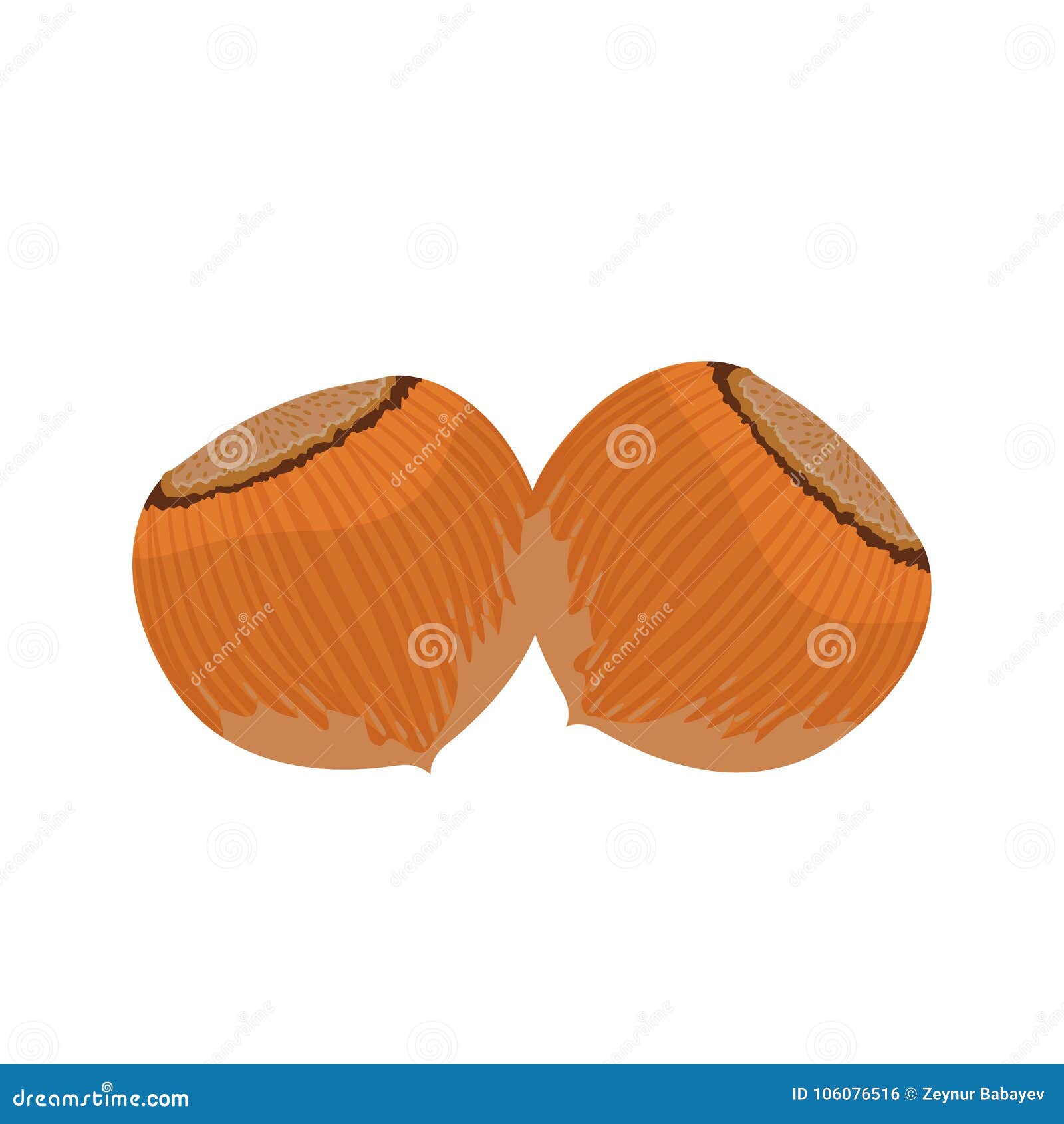 Two Full Unpeeled Hazelnuts Close Up Isolated on White Background ...