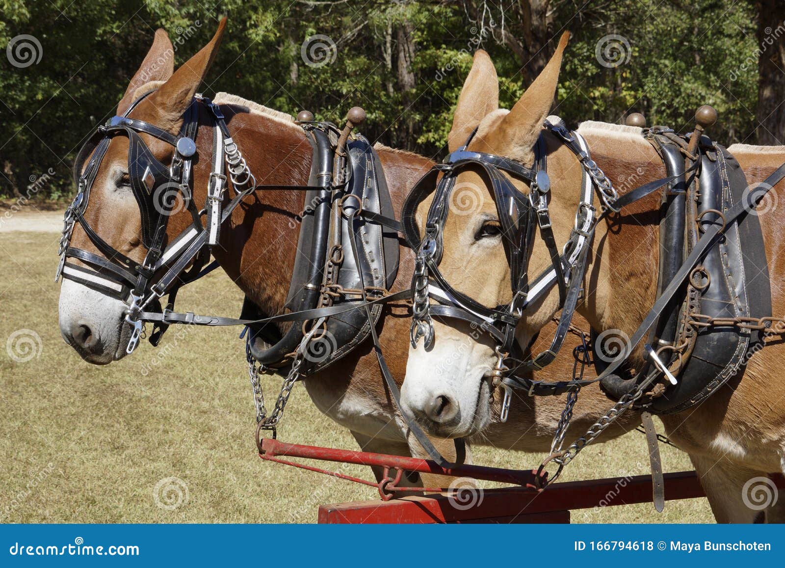 Pair of Brown and White Mules Stock Photo - Image of green, beautiful ...