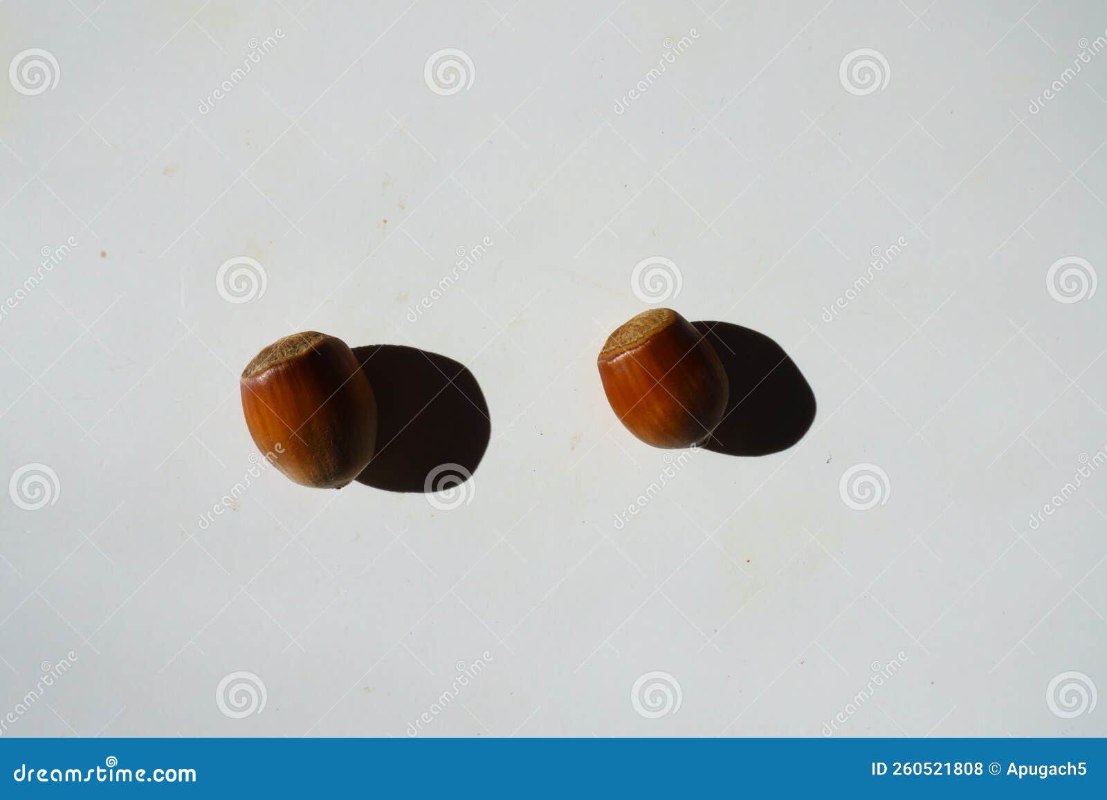 Two Fully Ripe Unpeeled Hazelnuts Stock Photo - Image of hazelnut, hard ...
