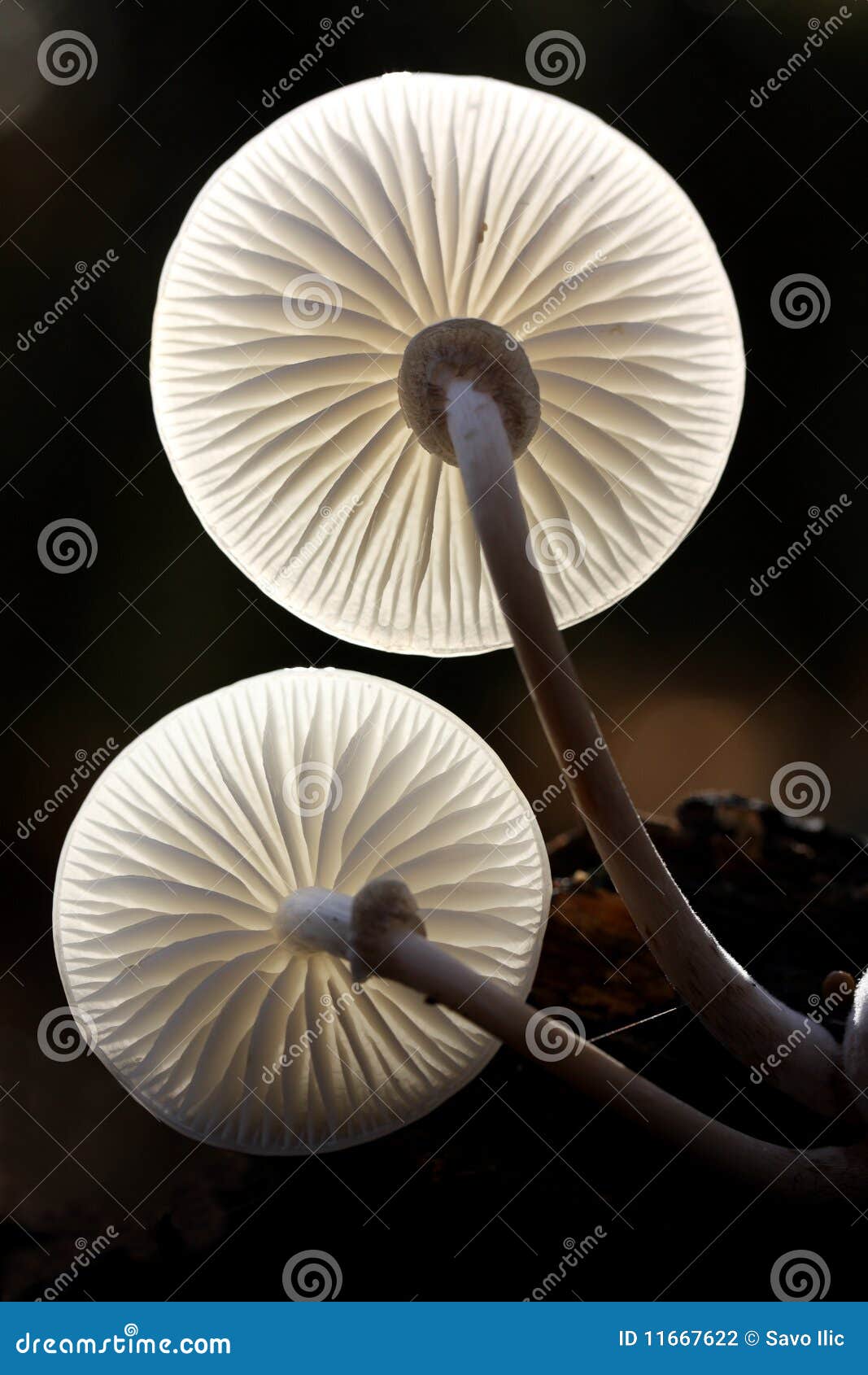 Two fungi stock photo. Image of detail, fungus, nature - 11667622