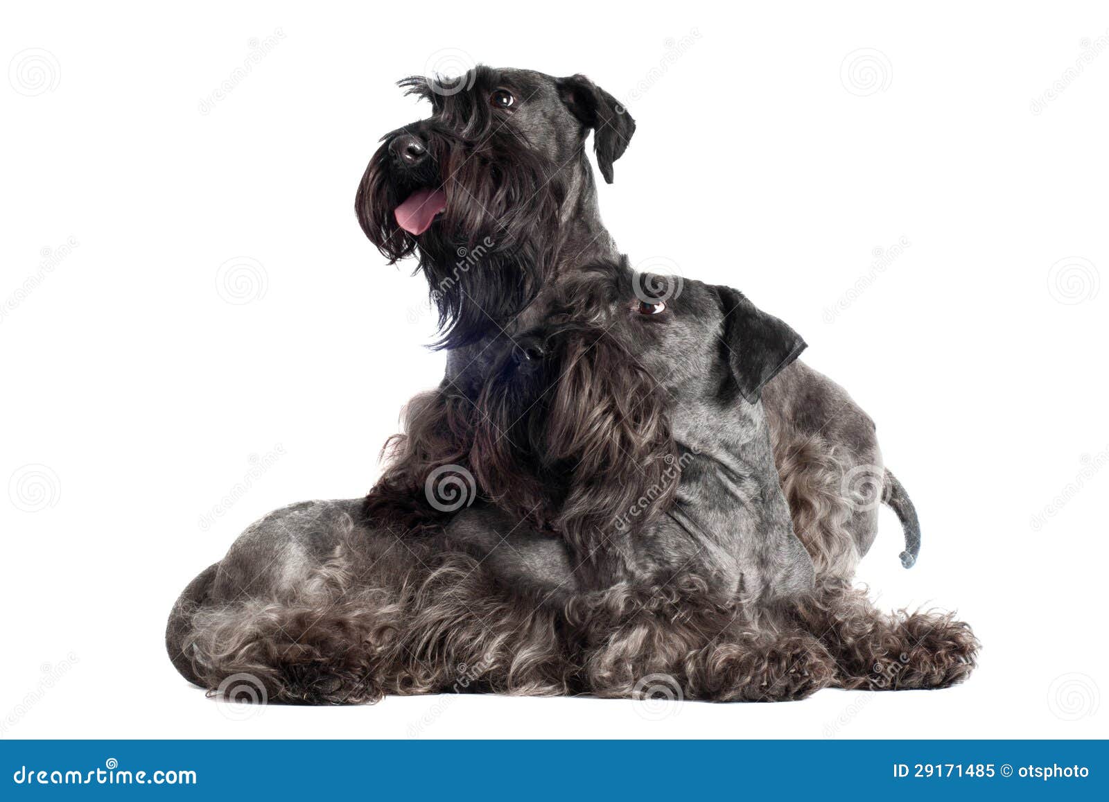 Two Funny Bearded Dogs Posing Together Stock Image - Image of creature ...