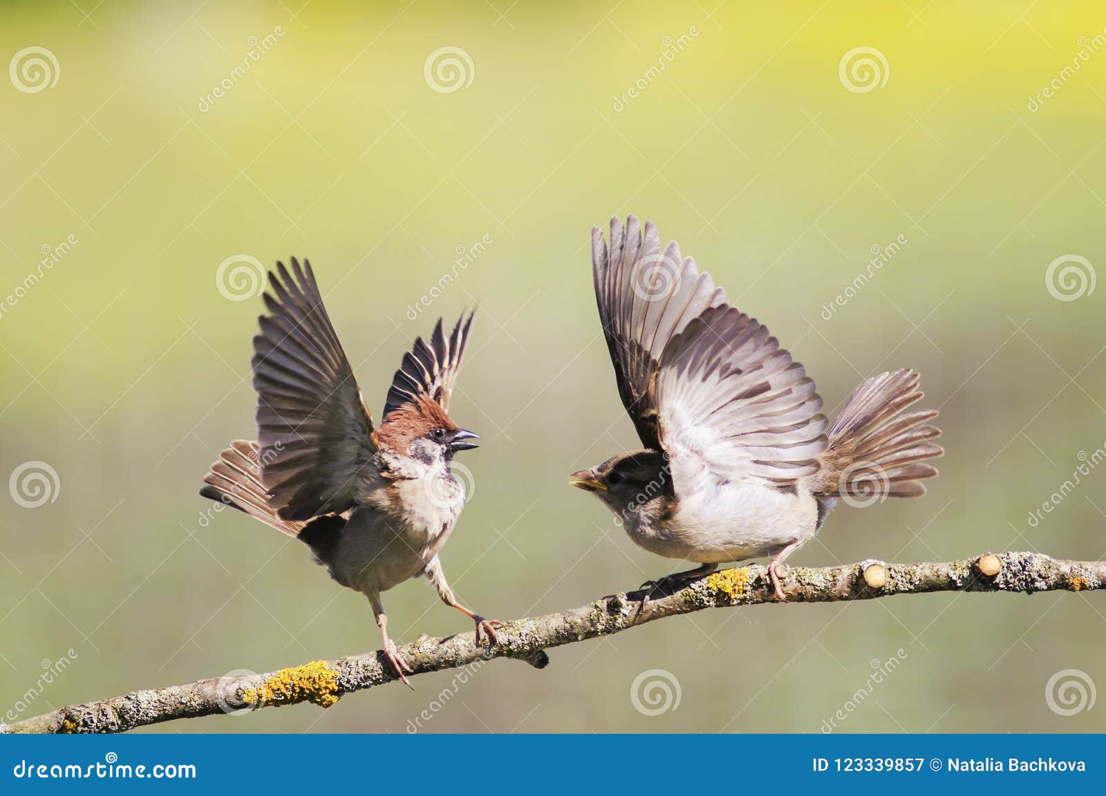 Two Funny Birds the Sparrows in the Spring in the Park on a Bra Stock ...