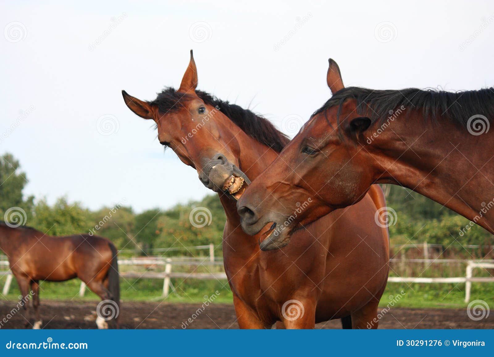 Two Funny Brown Horses Yawning Stock Photo - Image of rural, equestrian ...