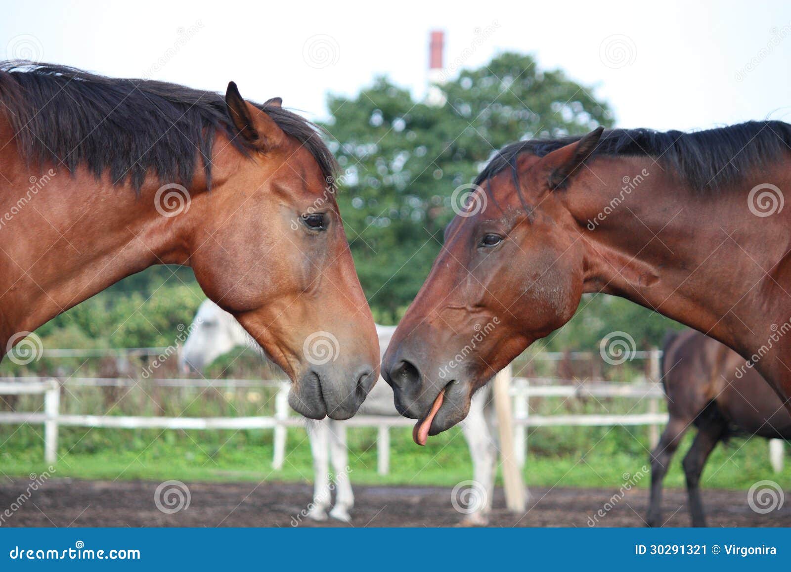 Two Funny Brown Horses Yawning Stock Image - Image of laughing, laught ...