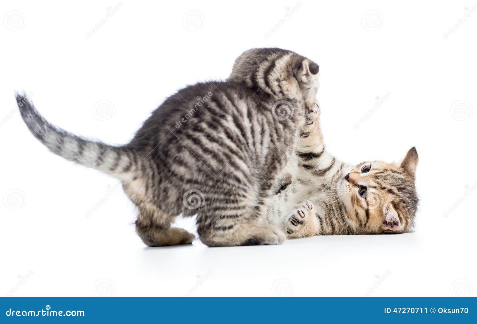 Two Funny Cat Kittens Play Together Stock Image - Image of interested ...