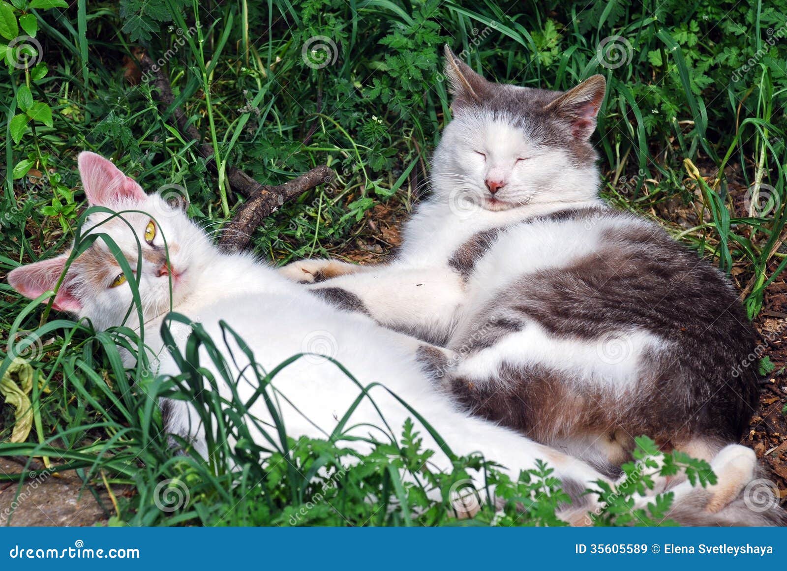 Two funny cats stock image. Image of play, playful, beautiful - 35605589