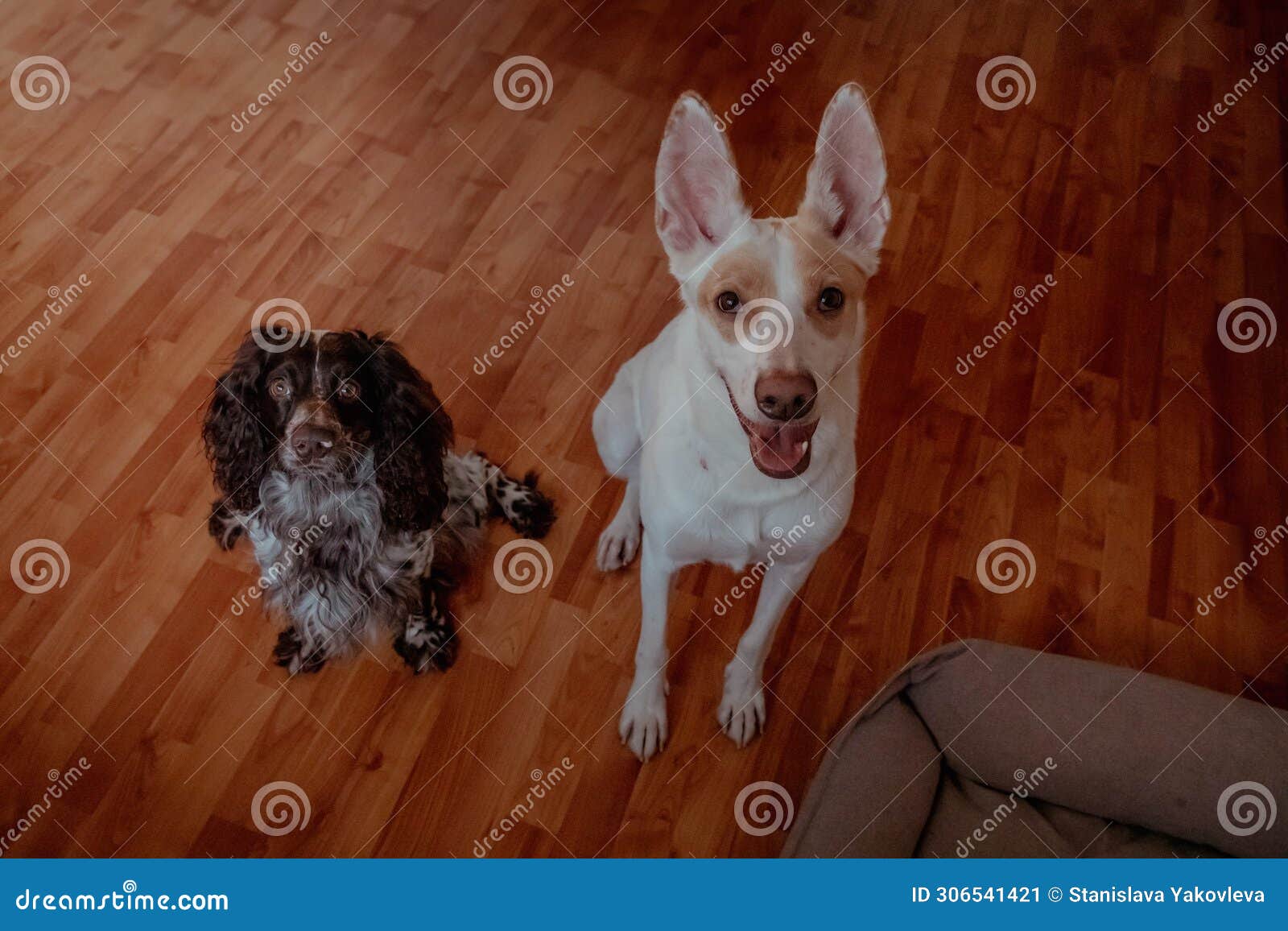 Two Funny Dogs Looking at the Camera, Portrait Stock Image - Image of ...