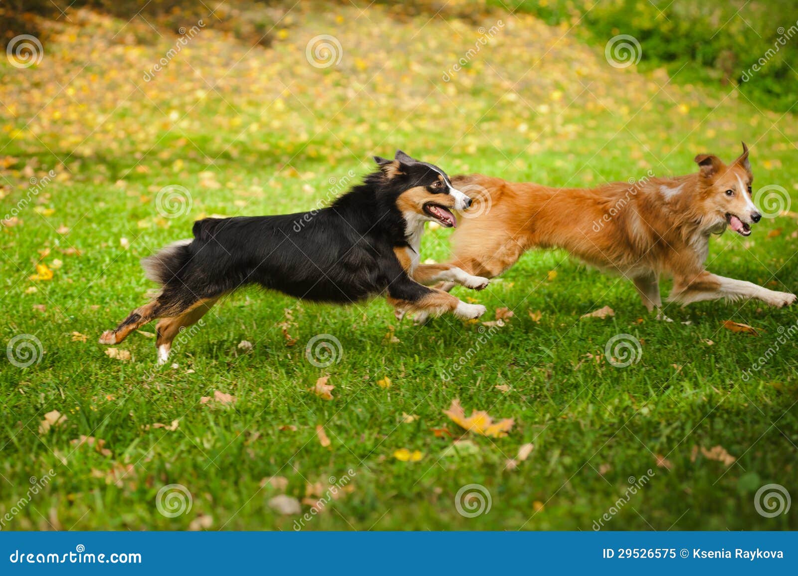 Two Funny Dogs Play Together Royalty Free Stock Photo - Image: 29526575