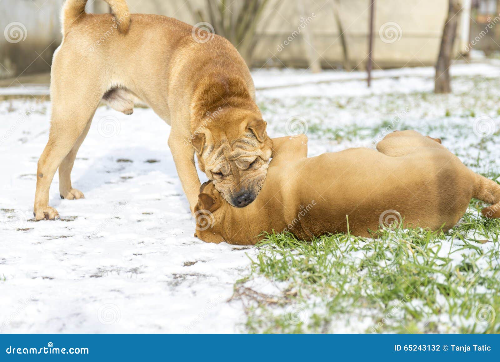 Two Funny Dogs Play Together Stock Photo - Image of group, funny: 65243132