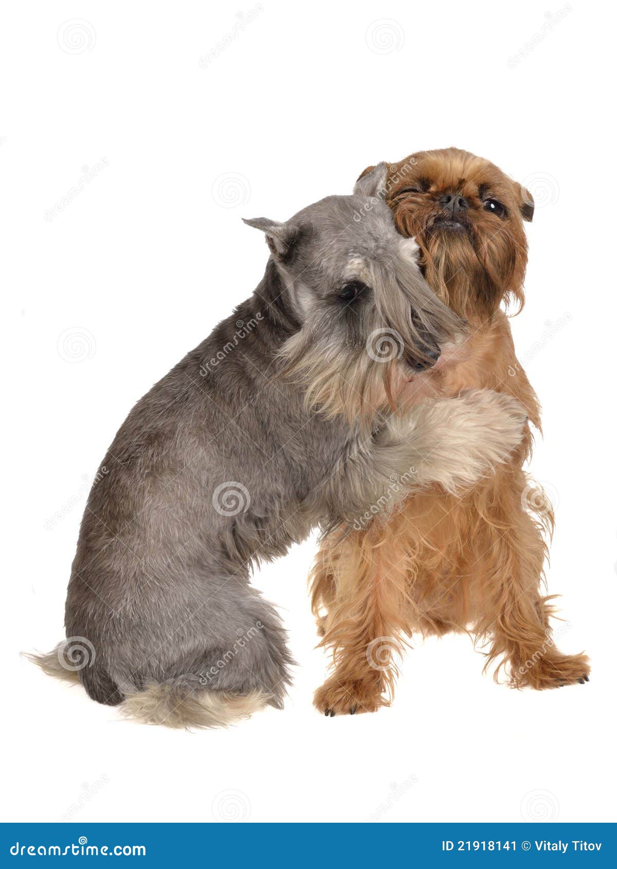 Two Funny Dogs Playing Hugging Each Other Stock Image - Image of ...