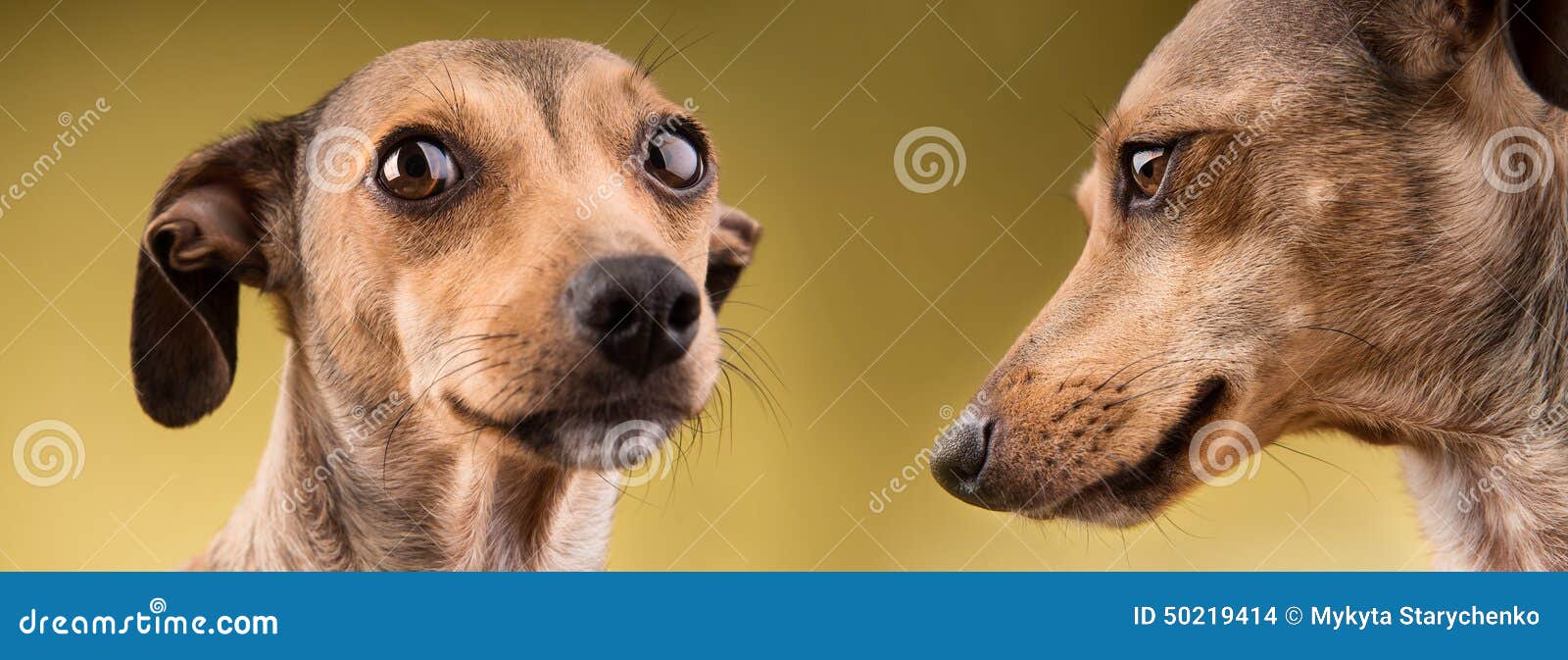 Two funny dogs portrait stock photo. Image of female - 50219414