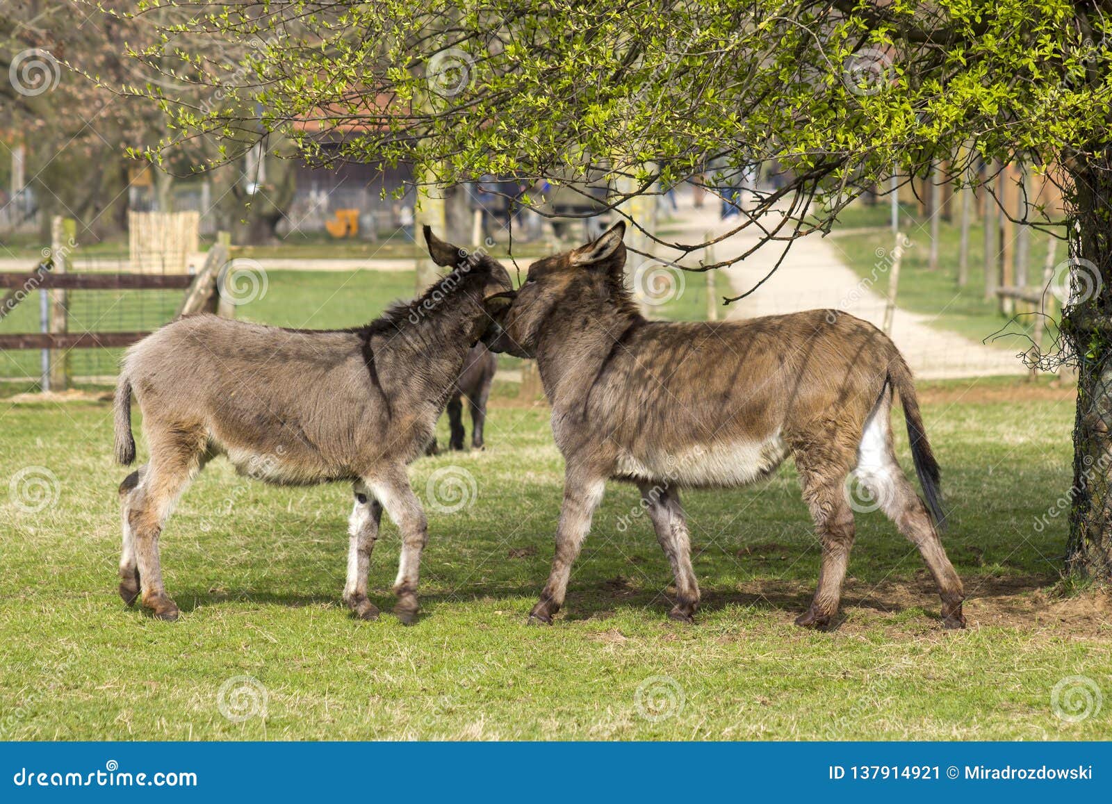 Two Funny Donkeys Looking At Camera. Donkeys In Farm Behind Fence ...
