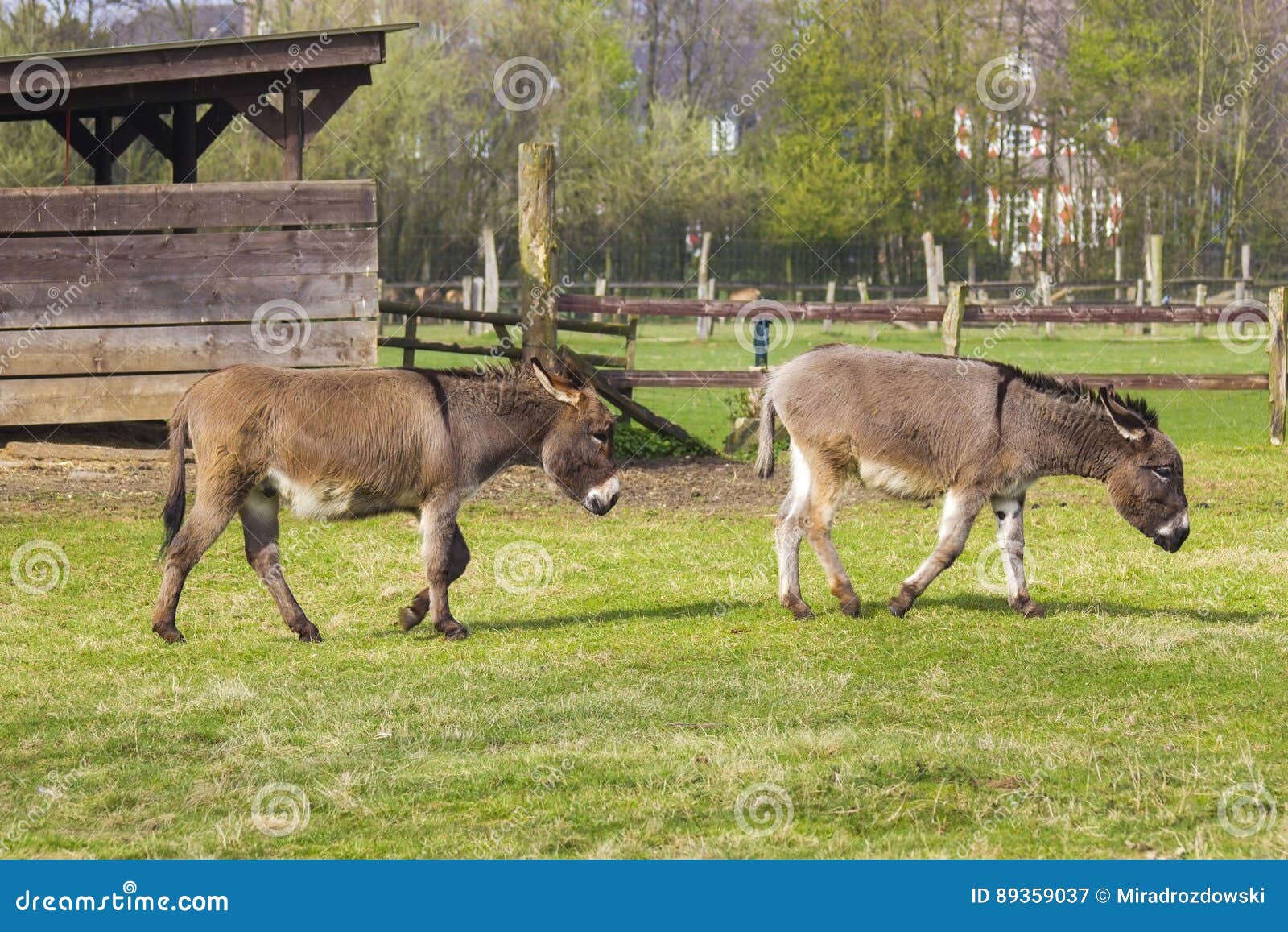 Two Funny Donkeys Looking At Camera. Donkeys In Farm Behind Fence ...