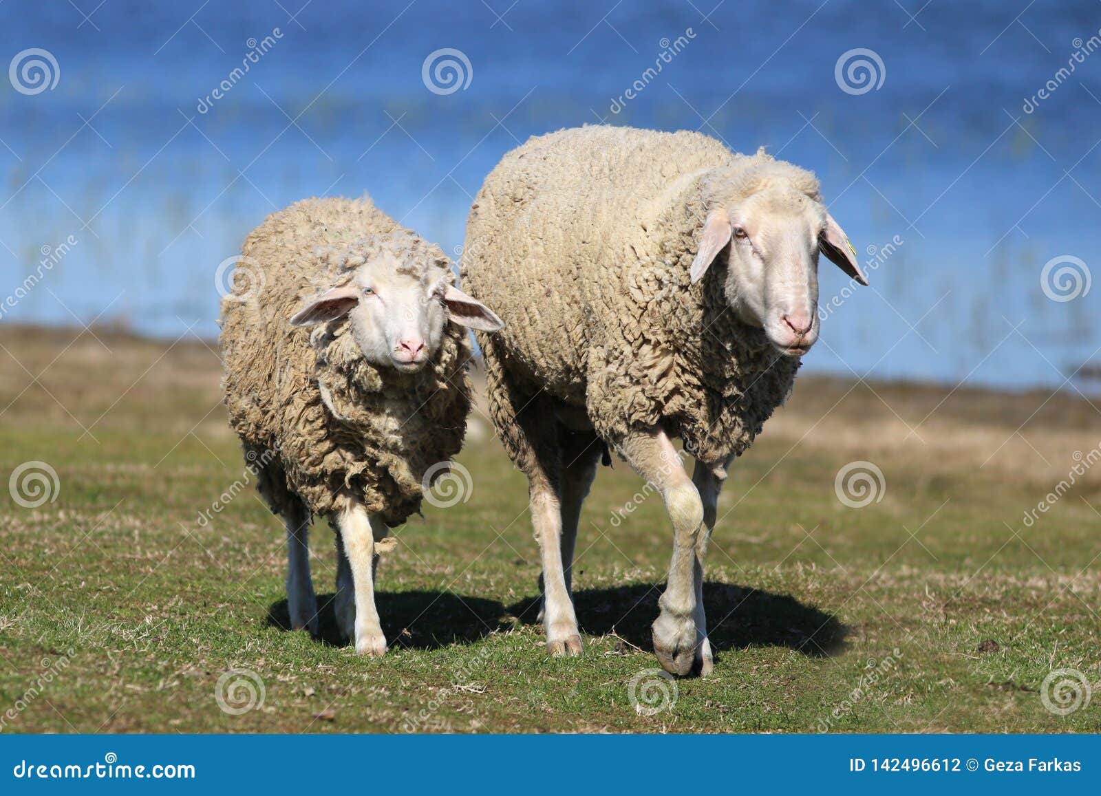 Two funny face sheep stock photo. Image of walk, face - 142496612