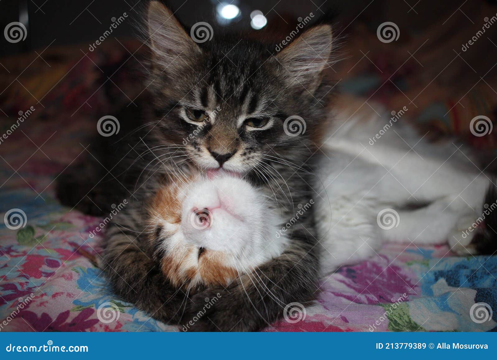 Funny Fluffy Ginger Cat Look With Big Eyes. Stock Photo | CartoonDealer ...