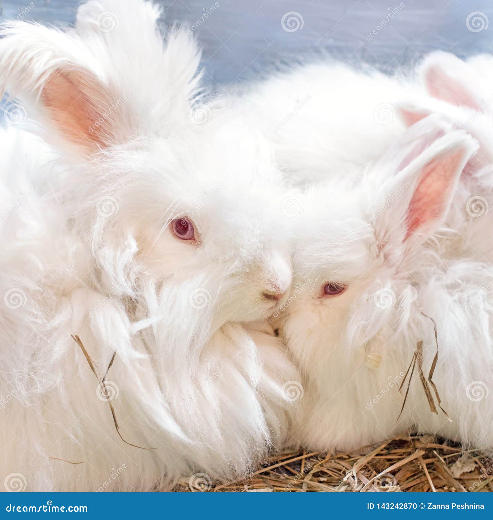 Giant Angora Rabbits