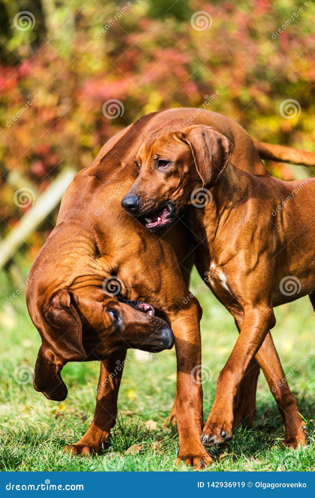 Two Funny Friendly Rhodesian Ridgeback Dogs Playing, Running, Chasing ...