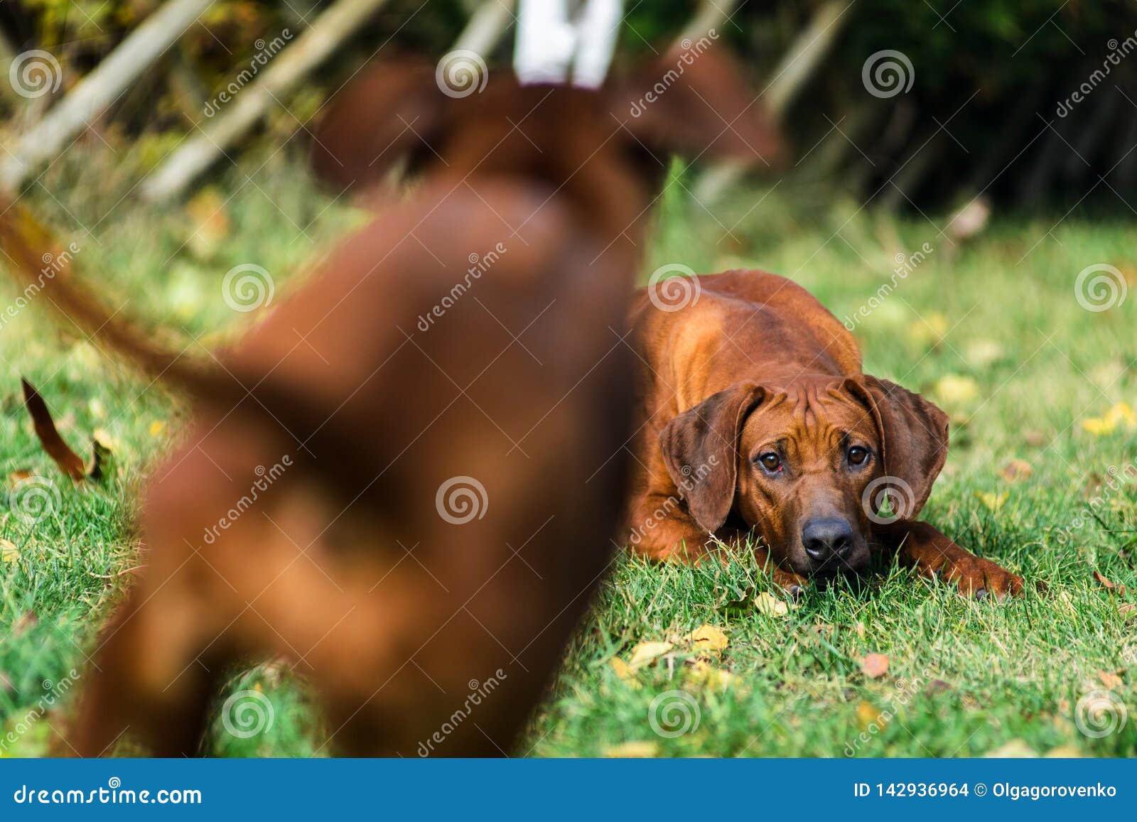 Two Funny Friendly Rhodesian Ridgeback Dogs Playing, Running, Chasing ...