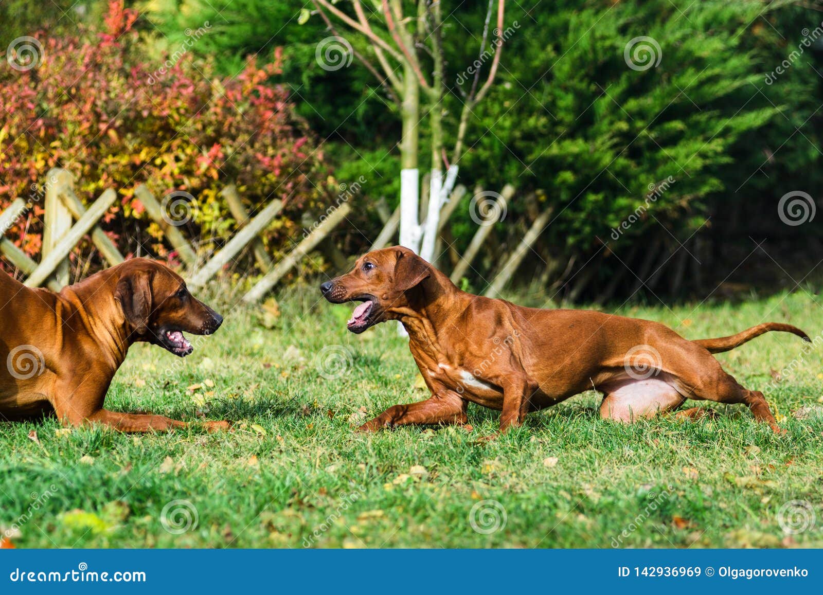 Two Funny Friendly Rhodesian Ridgeback Dogs Playing, Running, Chasing ...
