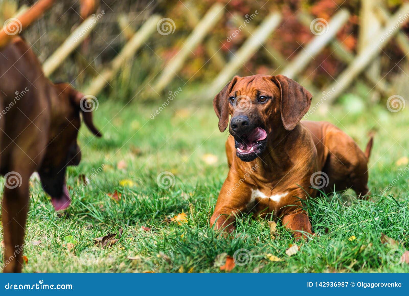Two Funny Friendly Rhodesian Ridgeback Dogs Playing, Running, Chasing ...
