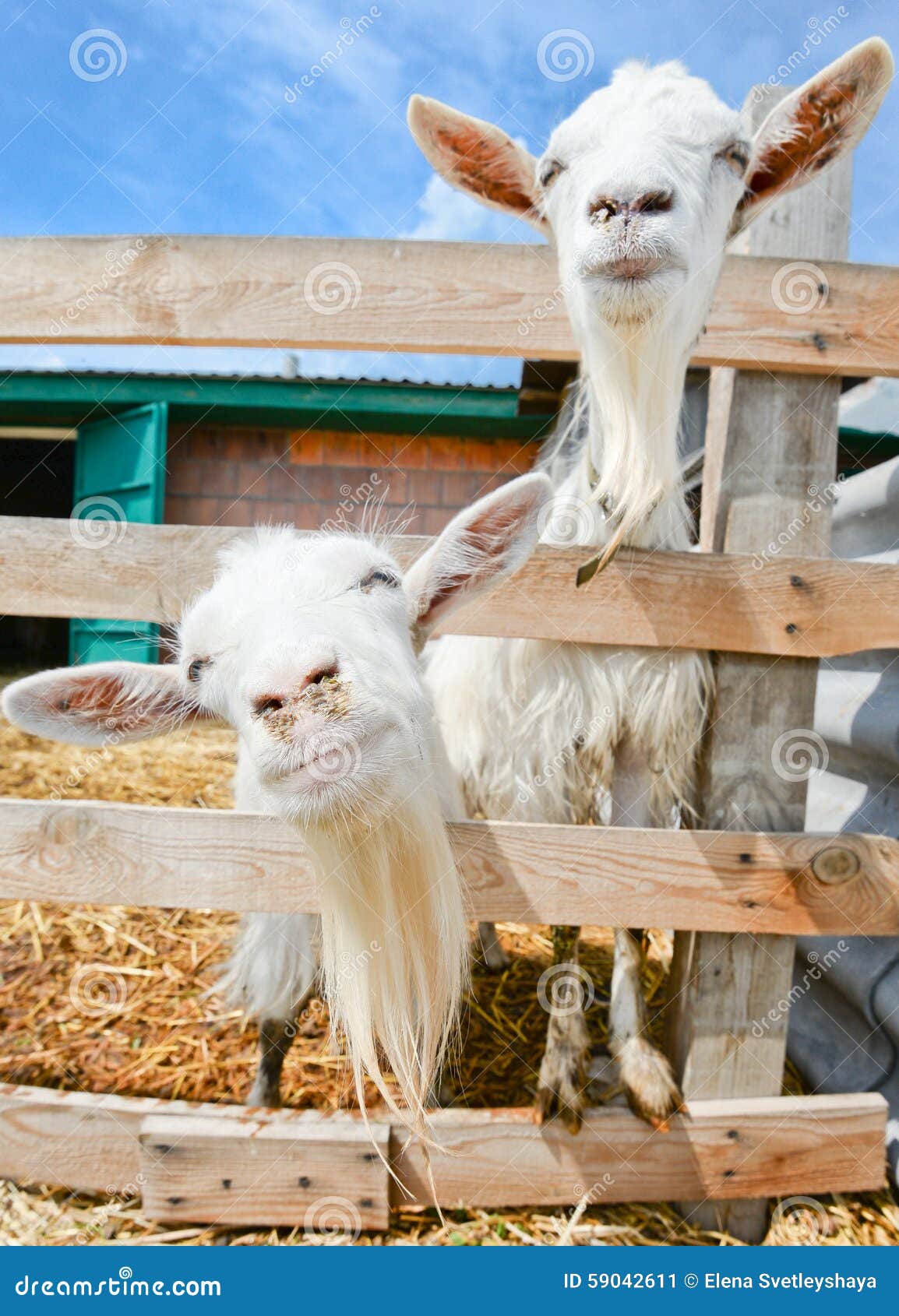 Two Funny Goats Standing With Chicken And Goose On Their Backs Stock ...