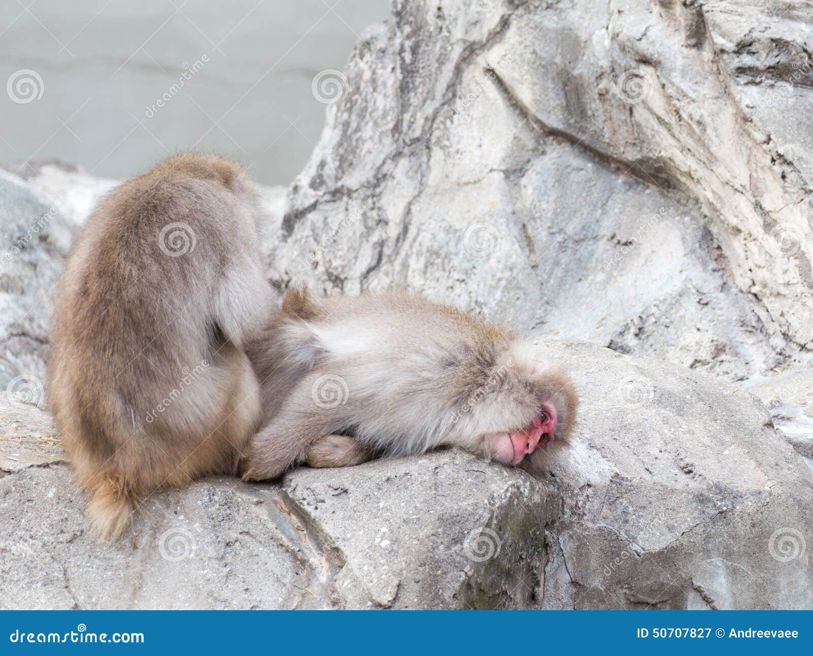 Two funny Japanese macaque stock image. Image of living - 50707827