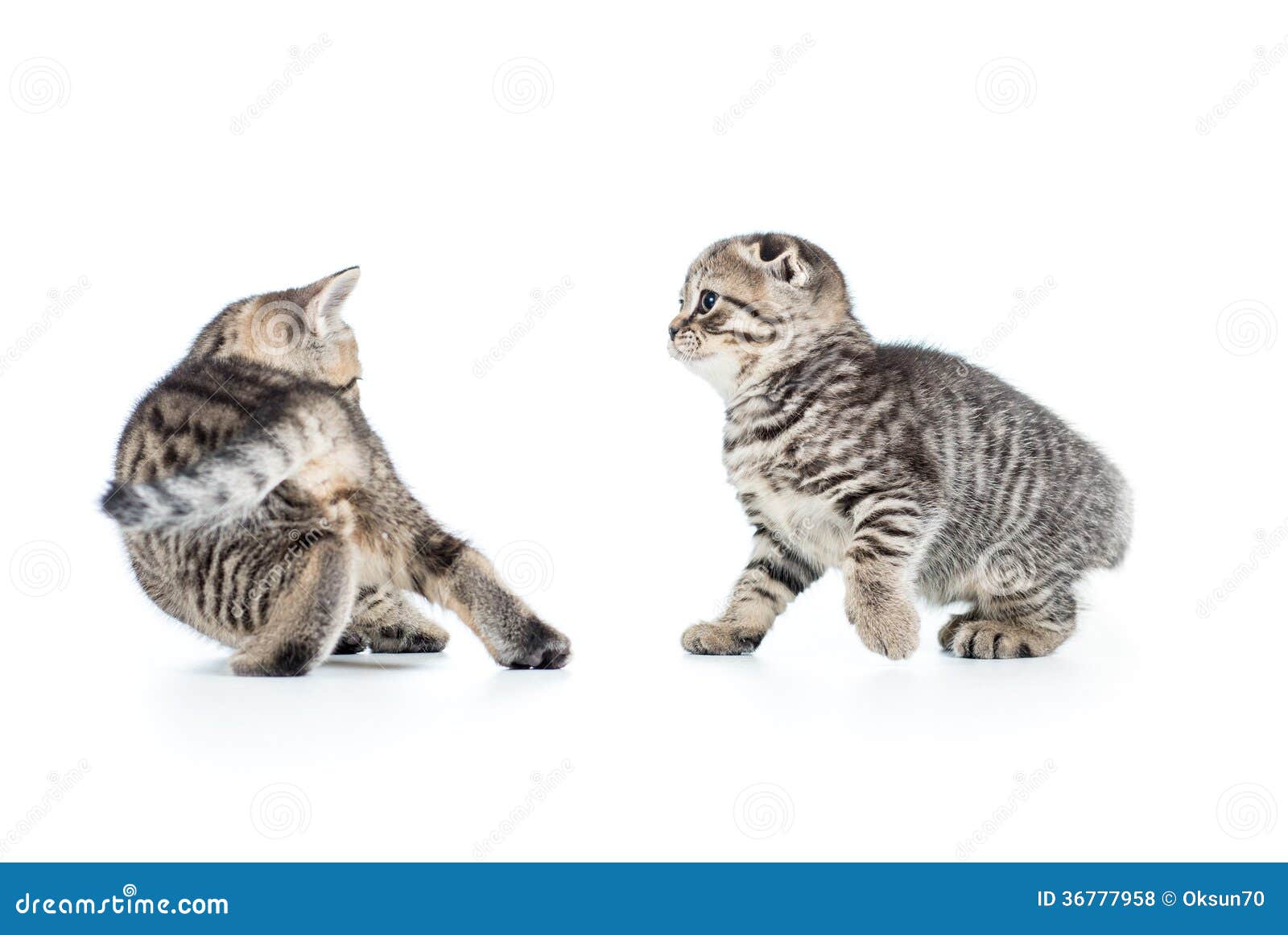 Two Funny Kittens Playing with Each Other Stock Photo - Image of child ...