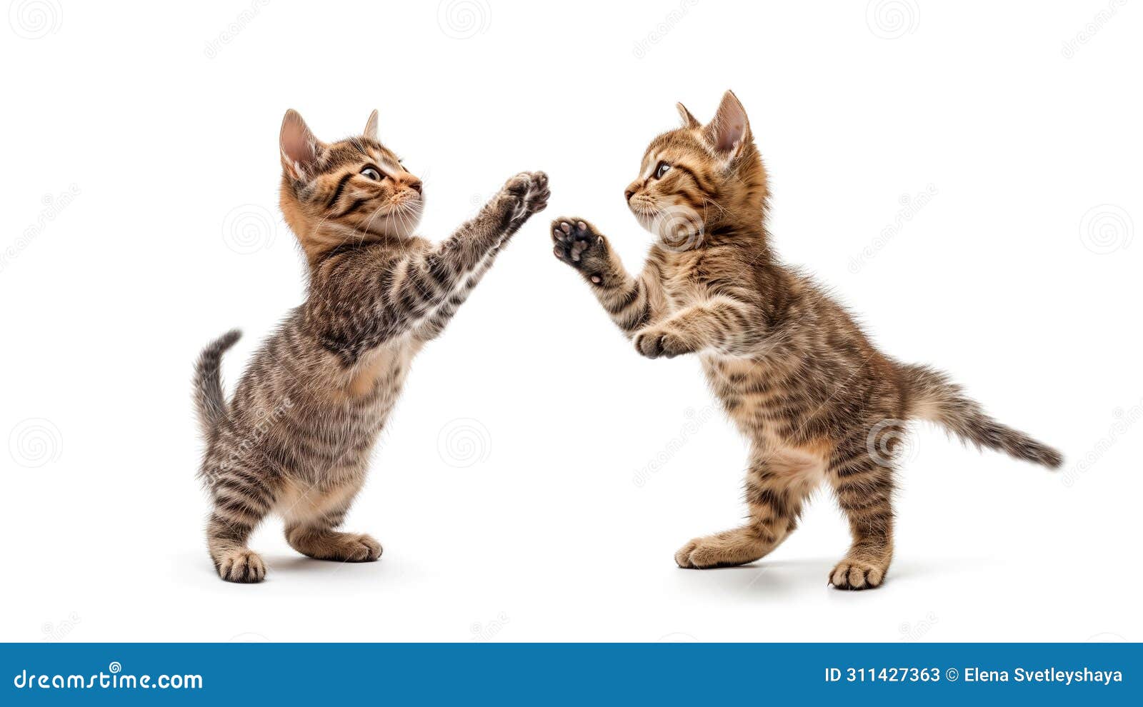 Two Funny Kittens are Standing in Dancing Poses Isolated on White ...