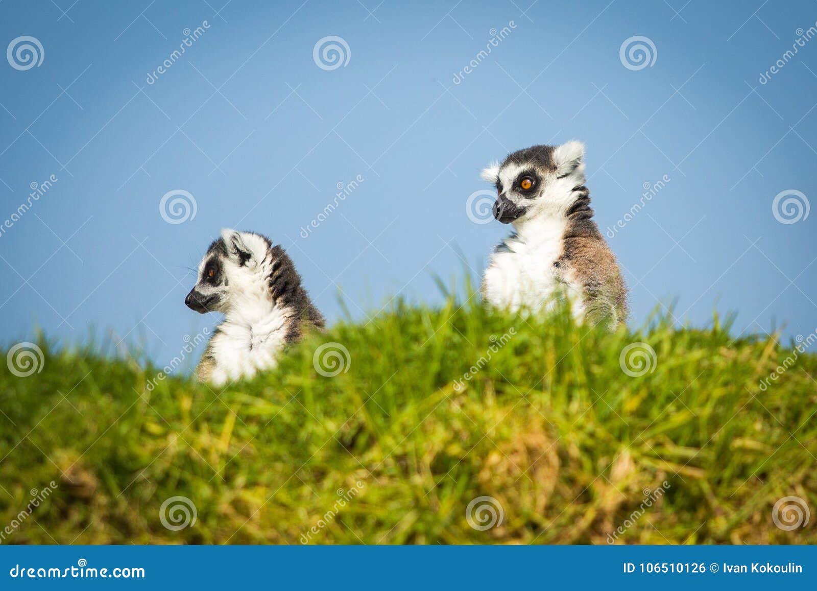 Two funny lemurs stock photo. Image of lemurs, black - 106510126