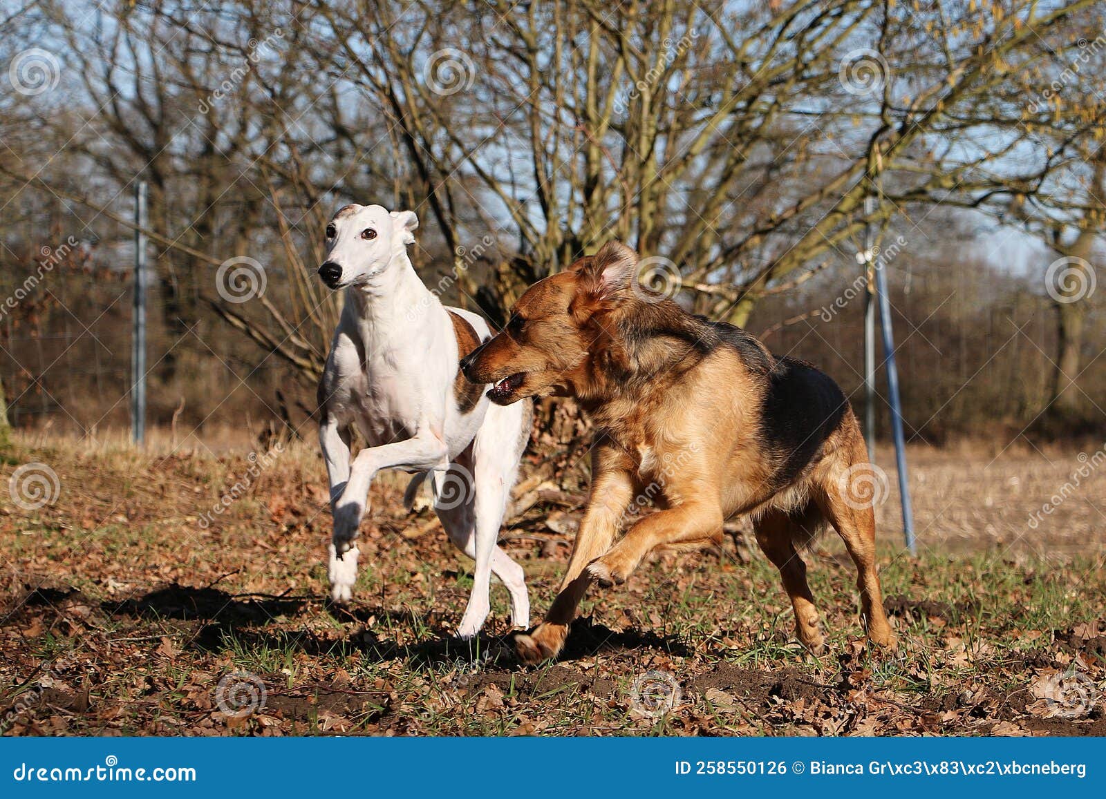 Two Mixed Dogs are Running Together in the Park Stock Photo - Image of ...