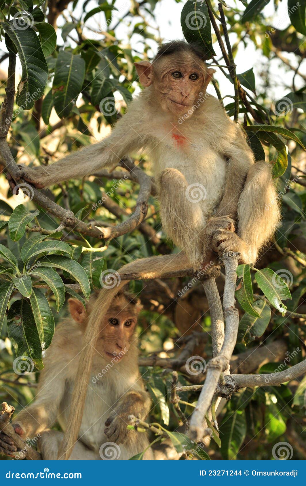Two funny monkeys stock photo. Image of monkey, india - 23271244